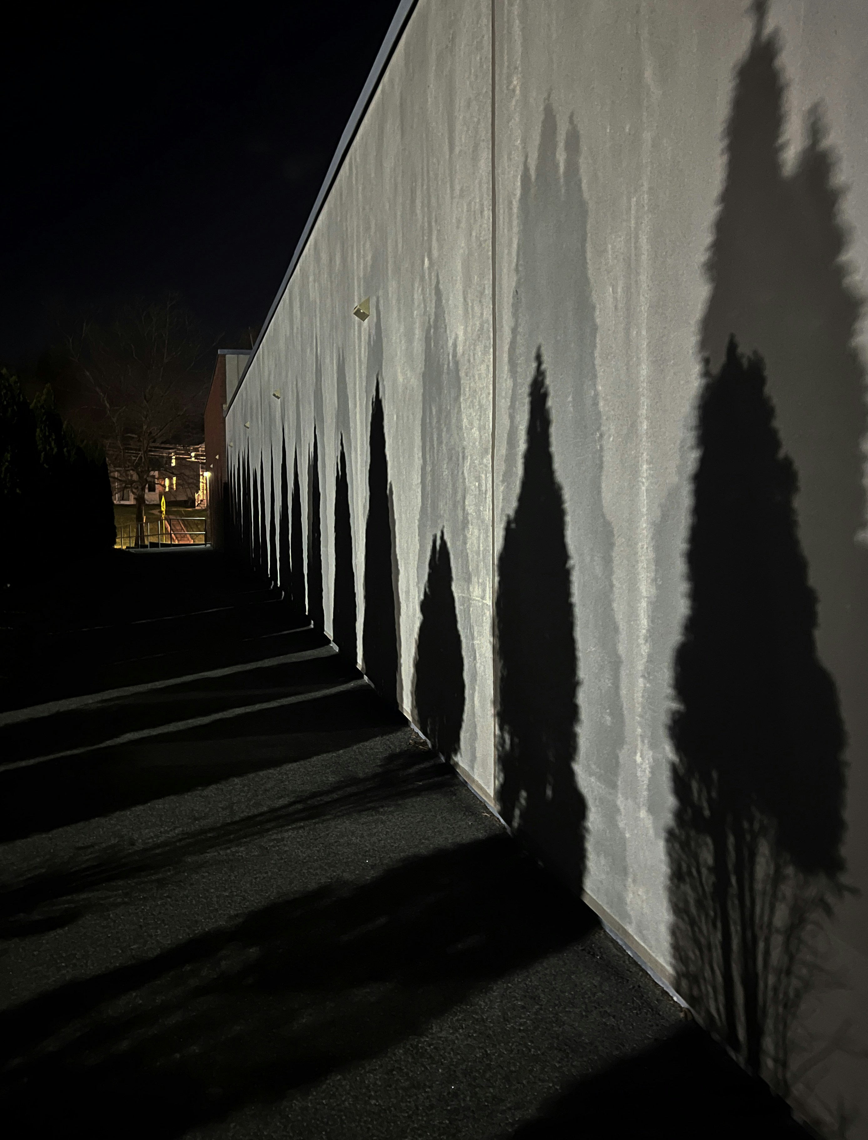 Tall shadows cast by coniferous trees stretch along a dimly lit wall, creating an intriguing contrast between light and dark.