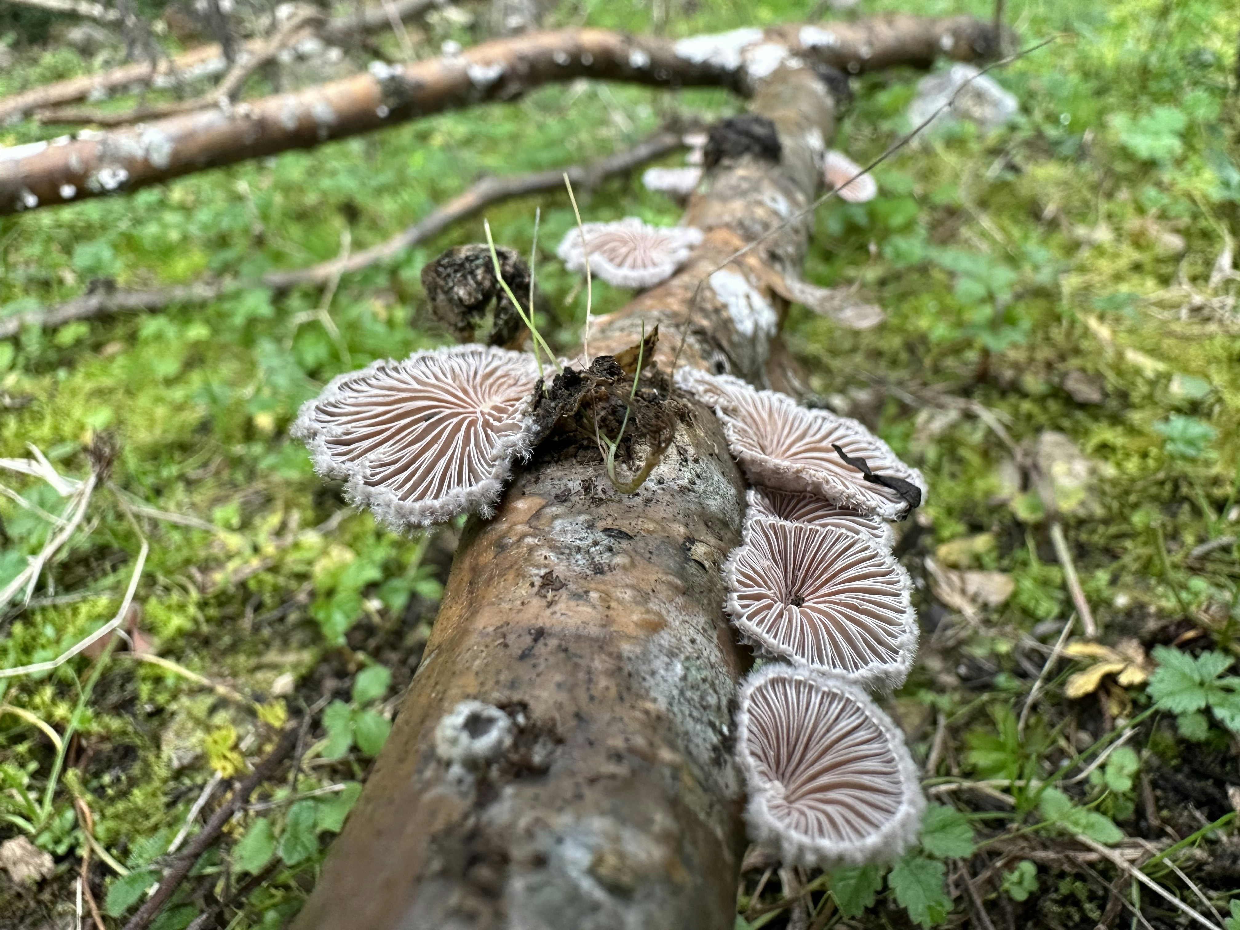 Pink-Rimmed Shelf Mushrooms Parade Along a Weathered Log in a Mossy Clearing