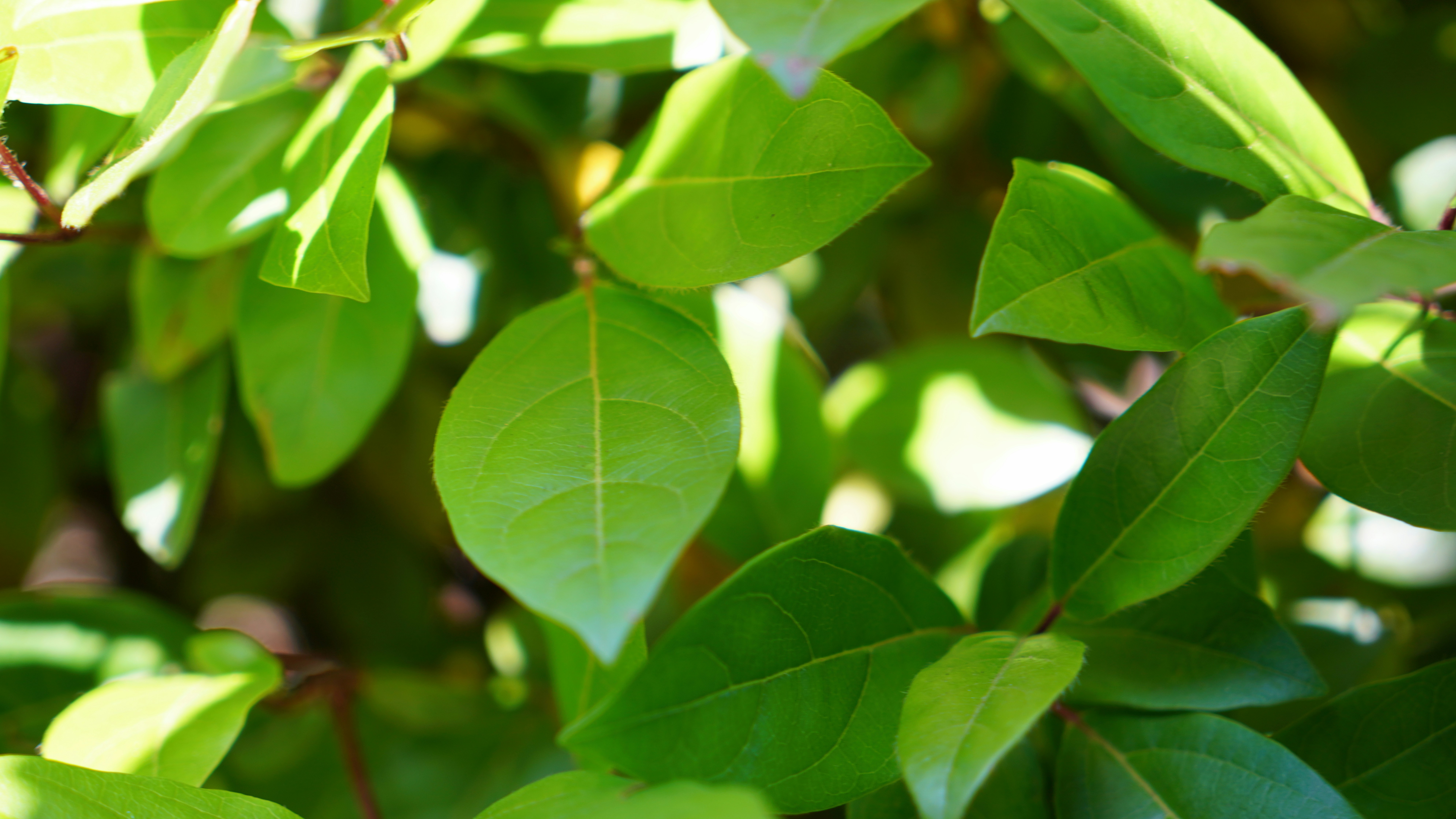 Photo by Billy Joachim with Sony Alpha 7R III