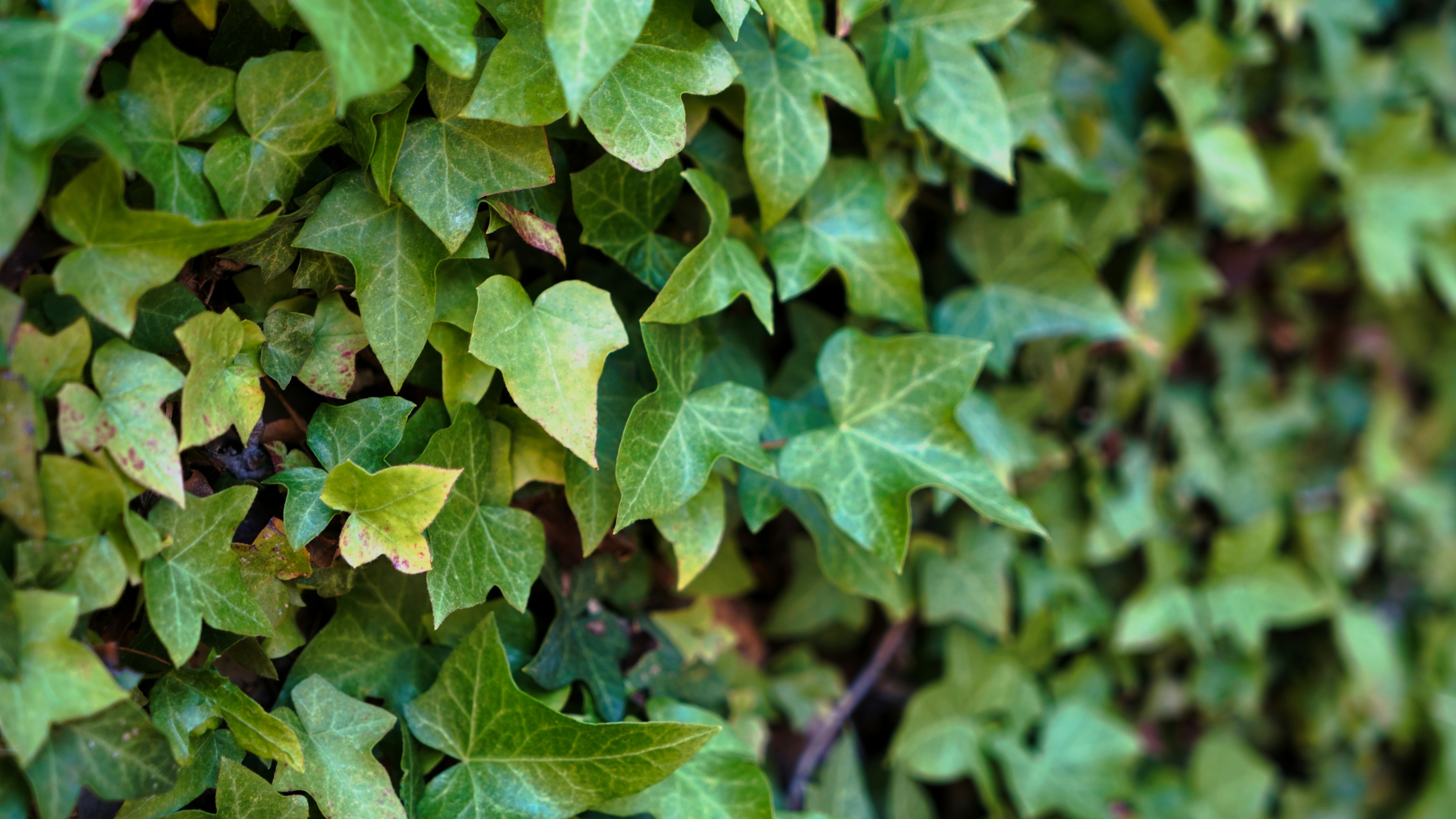 Photo by Billy Joachim with Sony Alpha 7R III