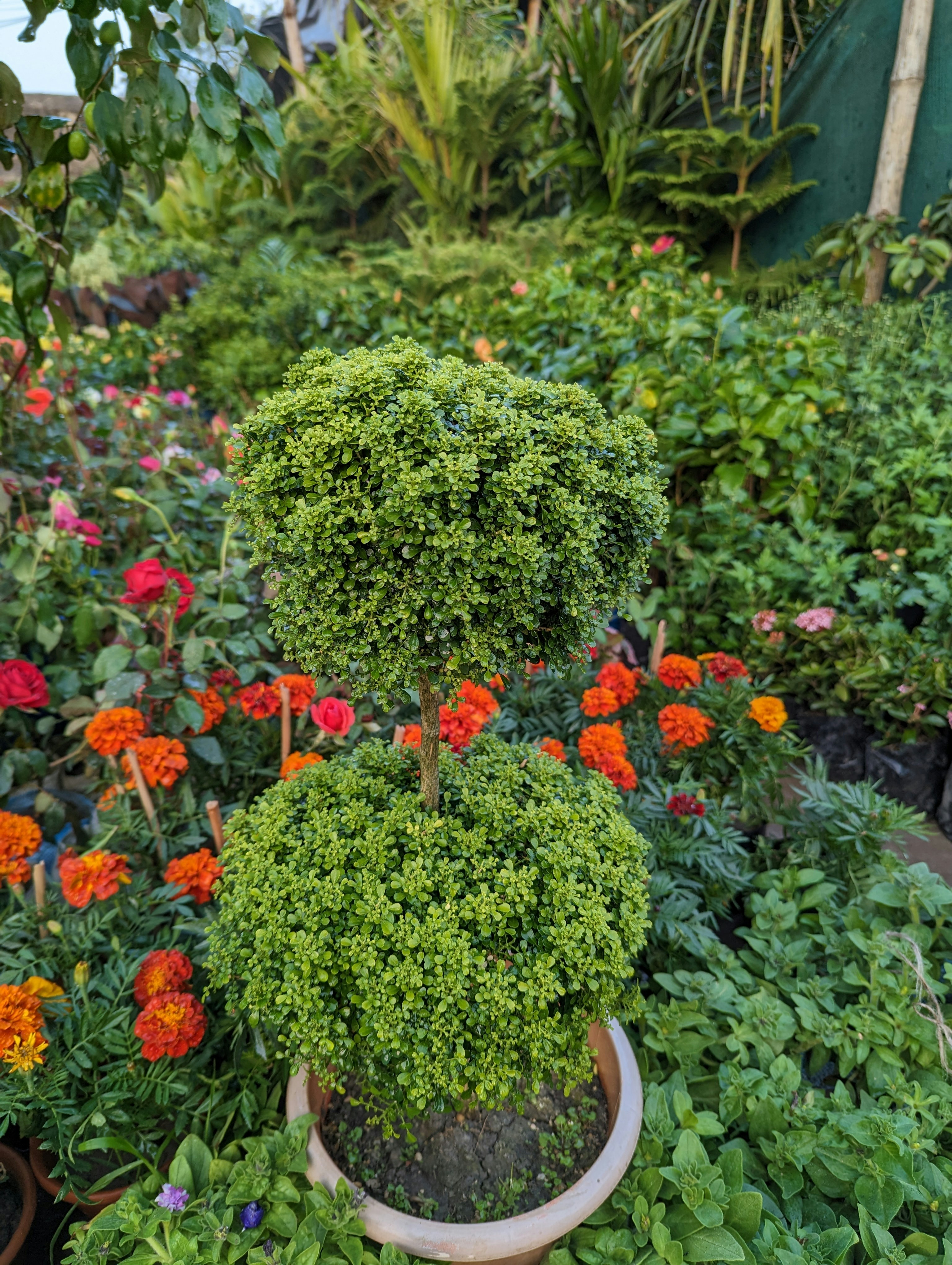Twin Emerald Orbs Standing Over a Burst of Orange and Pink Garden Blooms