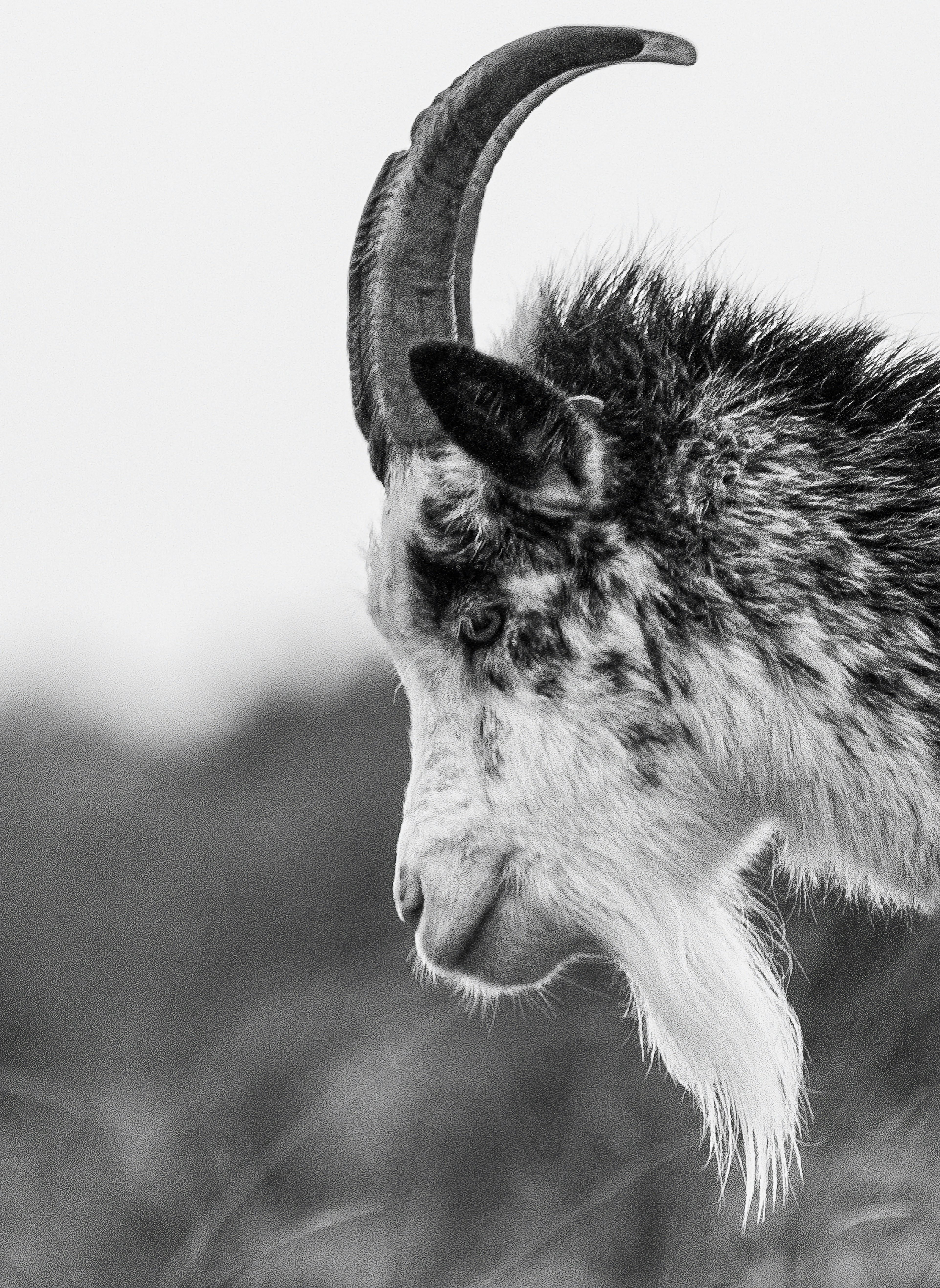 Portrait of a free roaming goat (sort of, they use a gps-virtual-fence for the group of goats) in the dunes of Vlieland