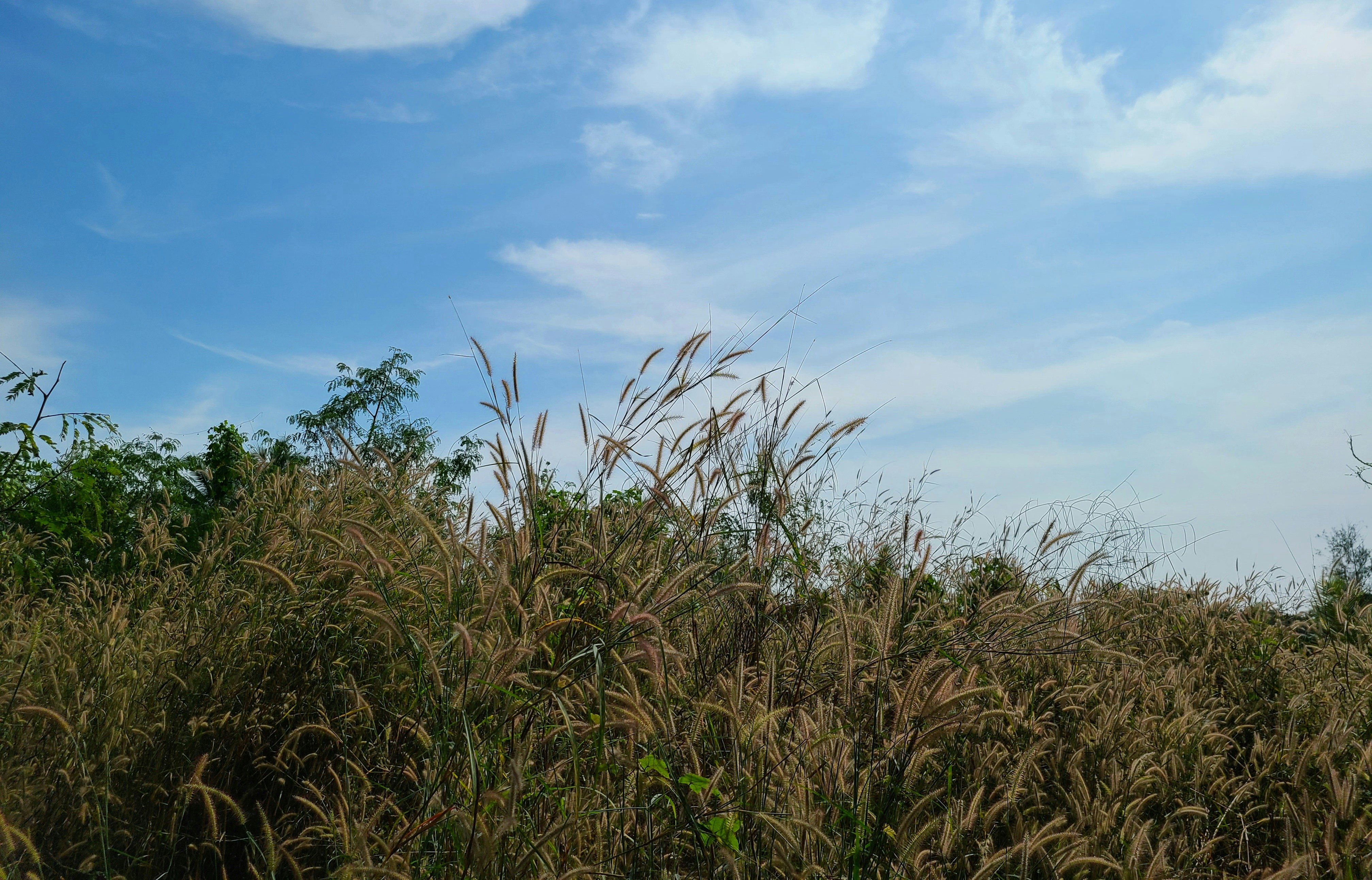 A field of tall grass photo – Free Goa Image on Unsplash