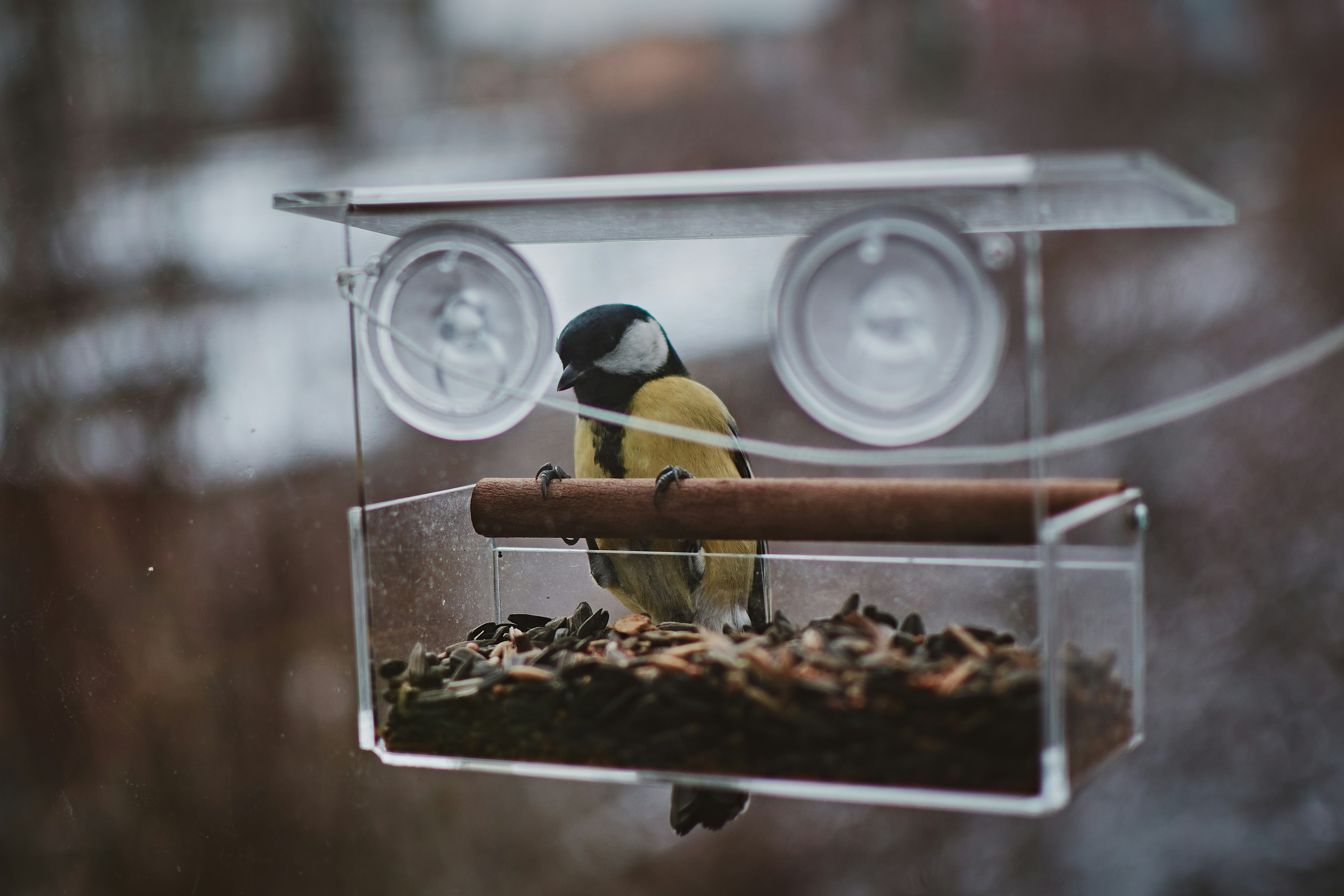 a bird on a grill photo – Free Bird eating Image on Unsplash