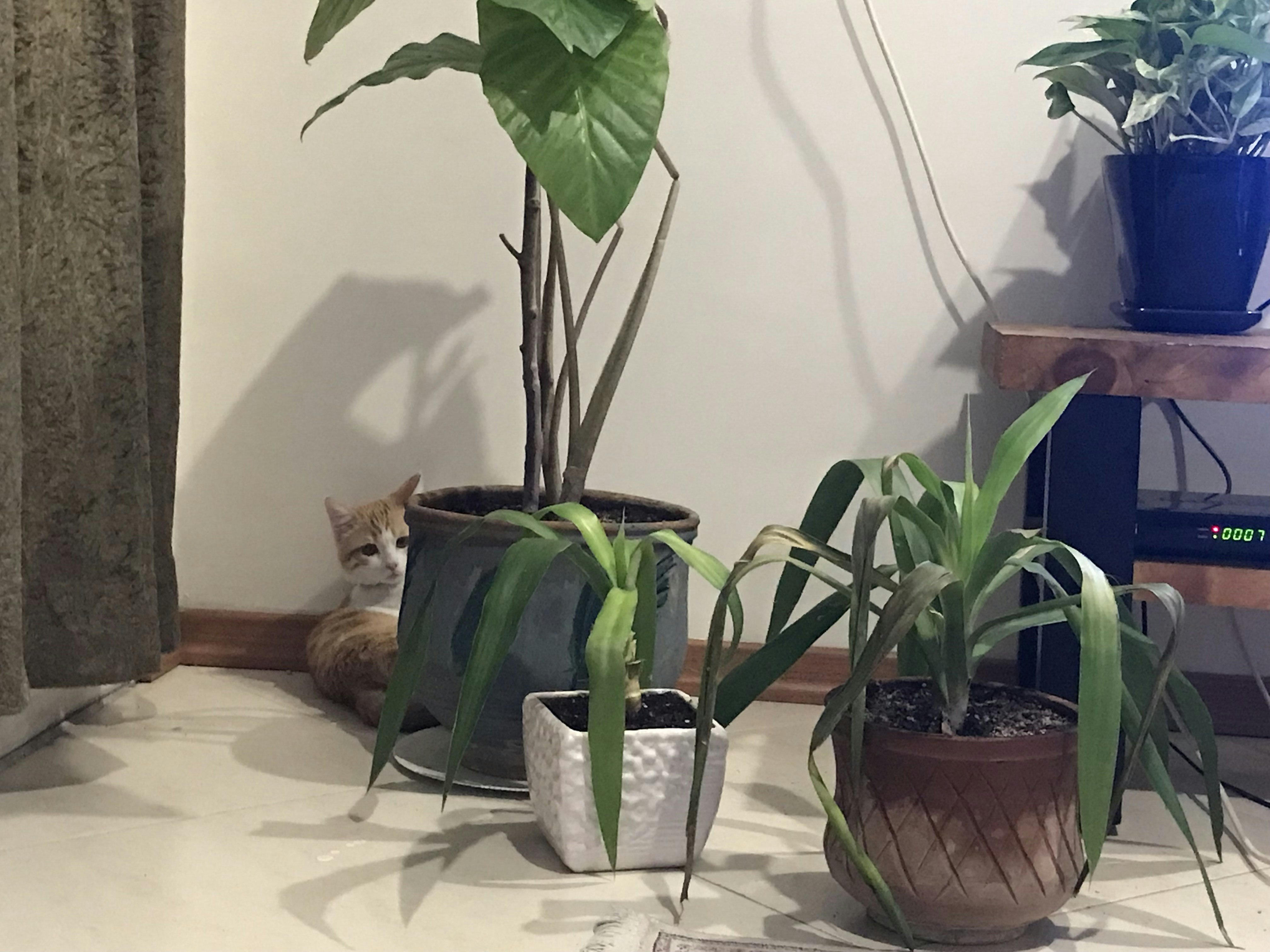 a cat sitting next to several potted plants