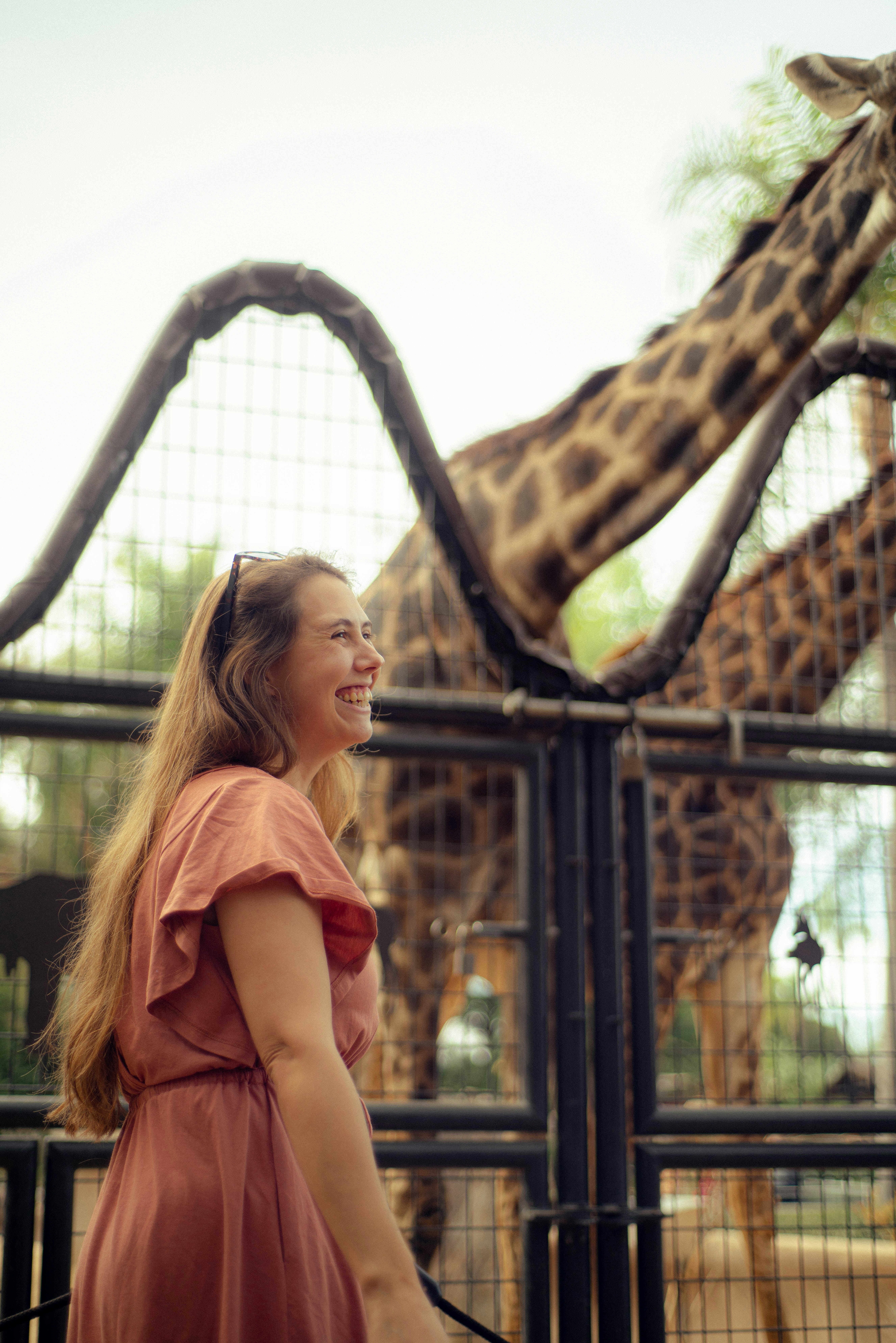Feeding giraffes at the San Deigo Zoo in California.