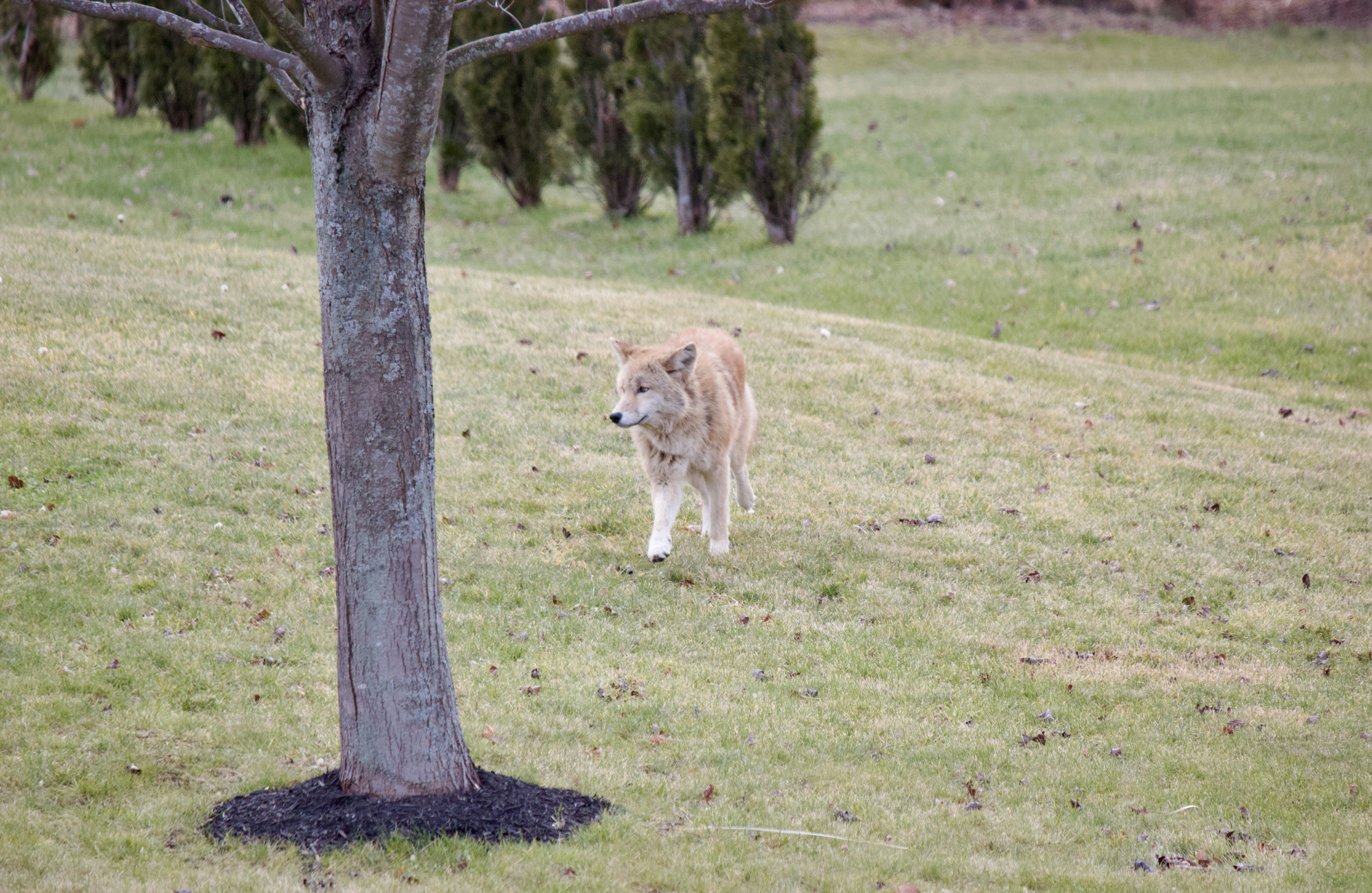 Gentle Canyon Stalker: A Lioness Traverses the Park Slopes