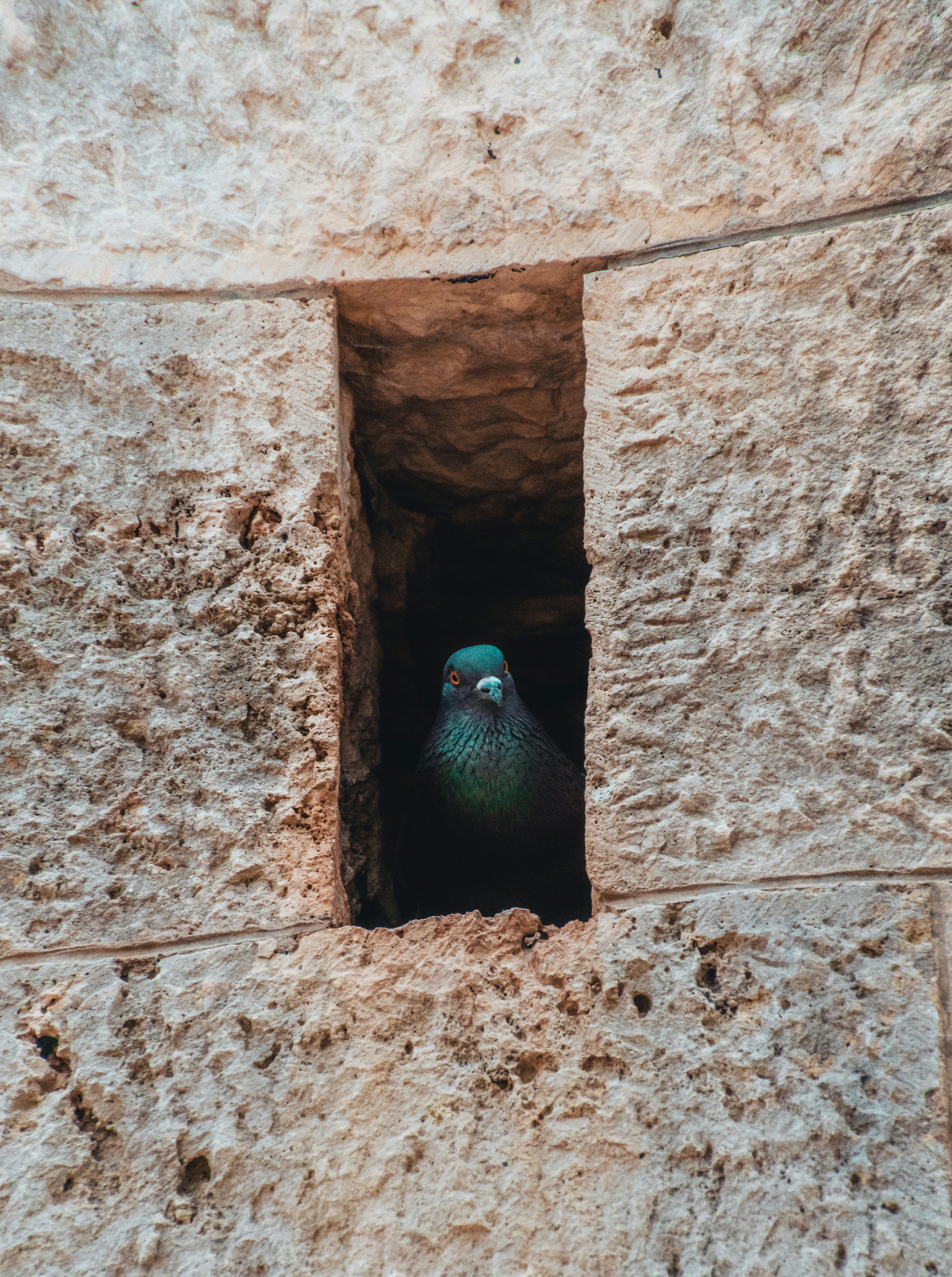 The Crevice Guardian: turquoise pigeon peering from a weathered wall