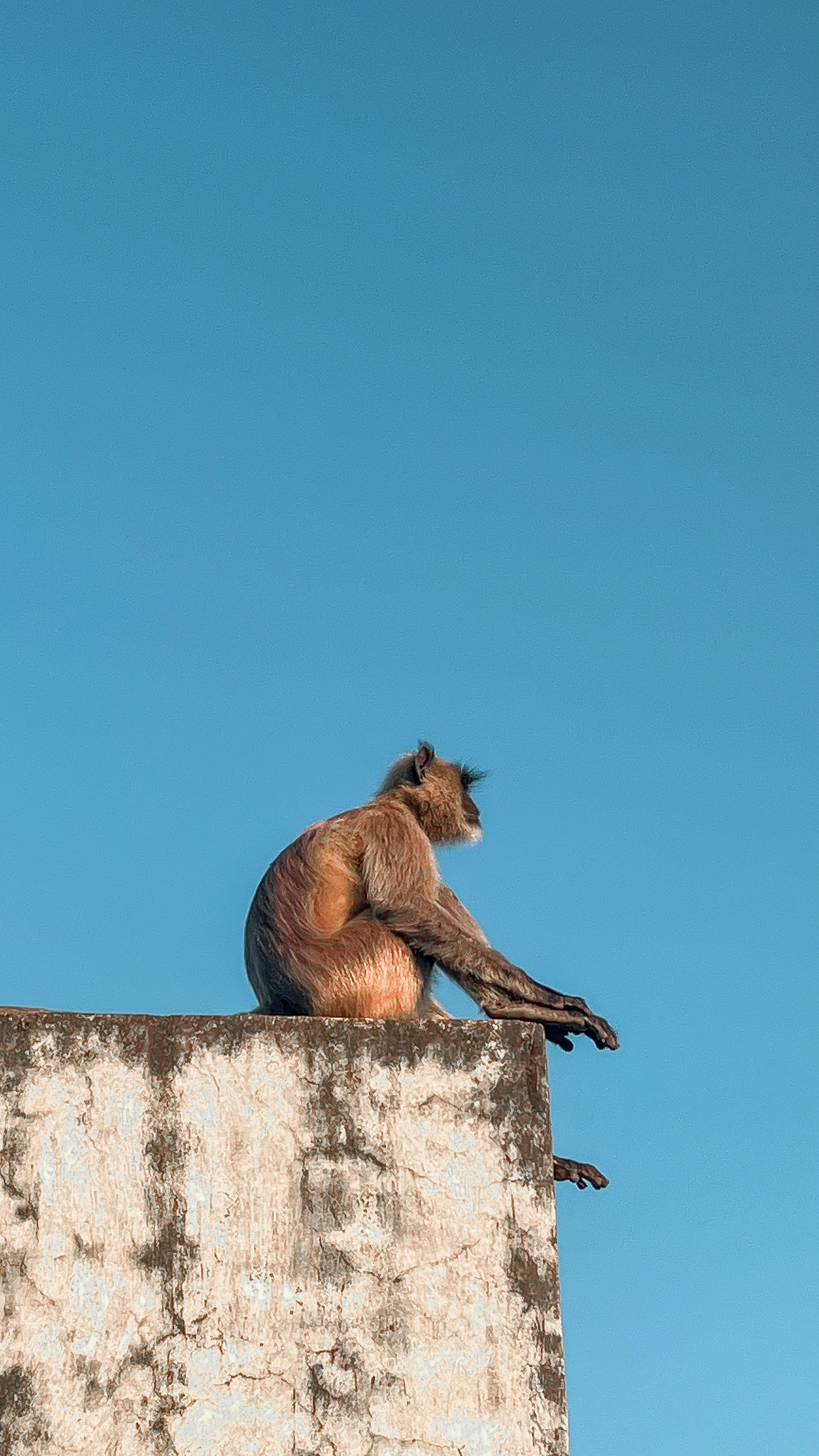 High-Perch Rustic: A Monkey at Edge Against a Clear Blue Sky
