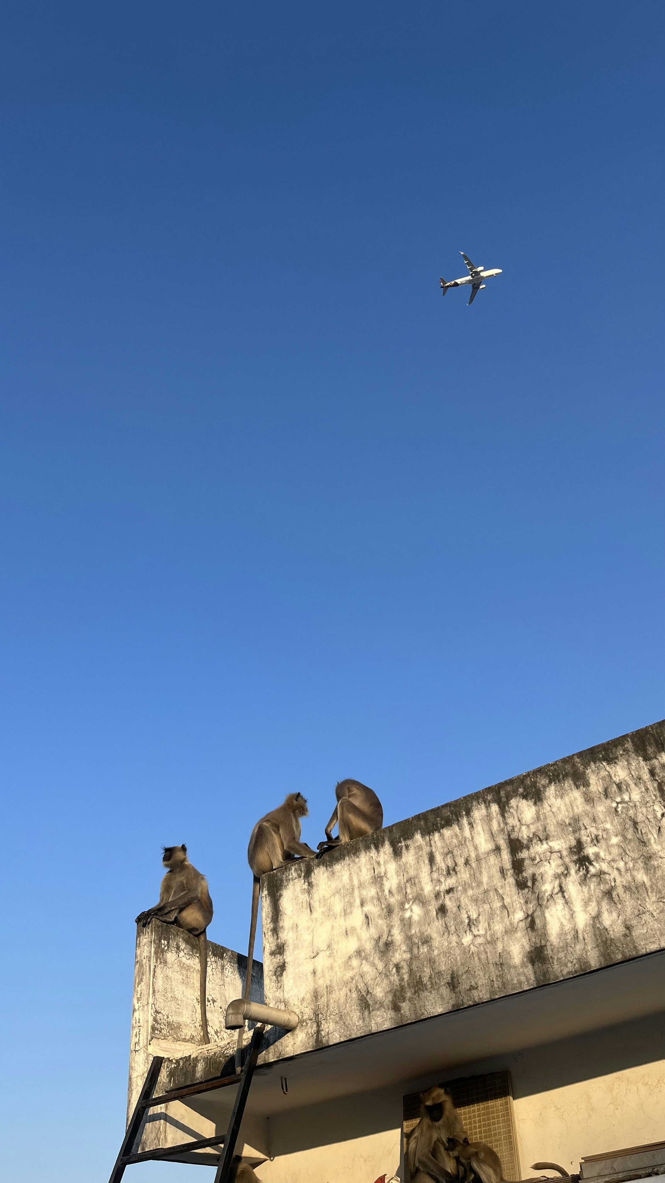 Skyward Vigil: Monkeys Watch a Jet Slice Through a Clear Blue Noon