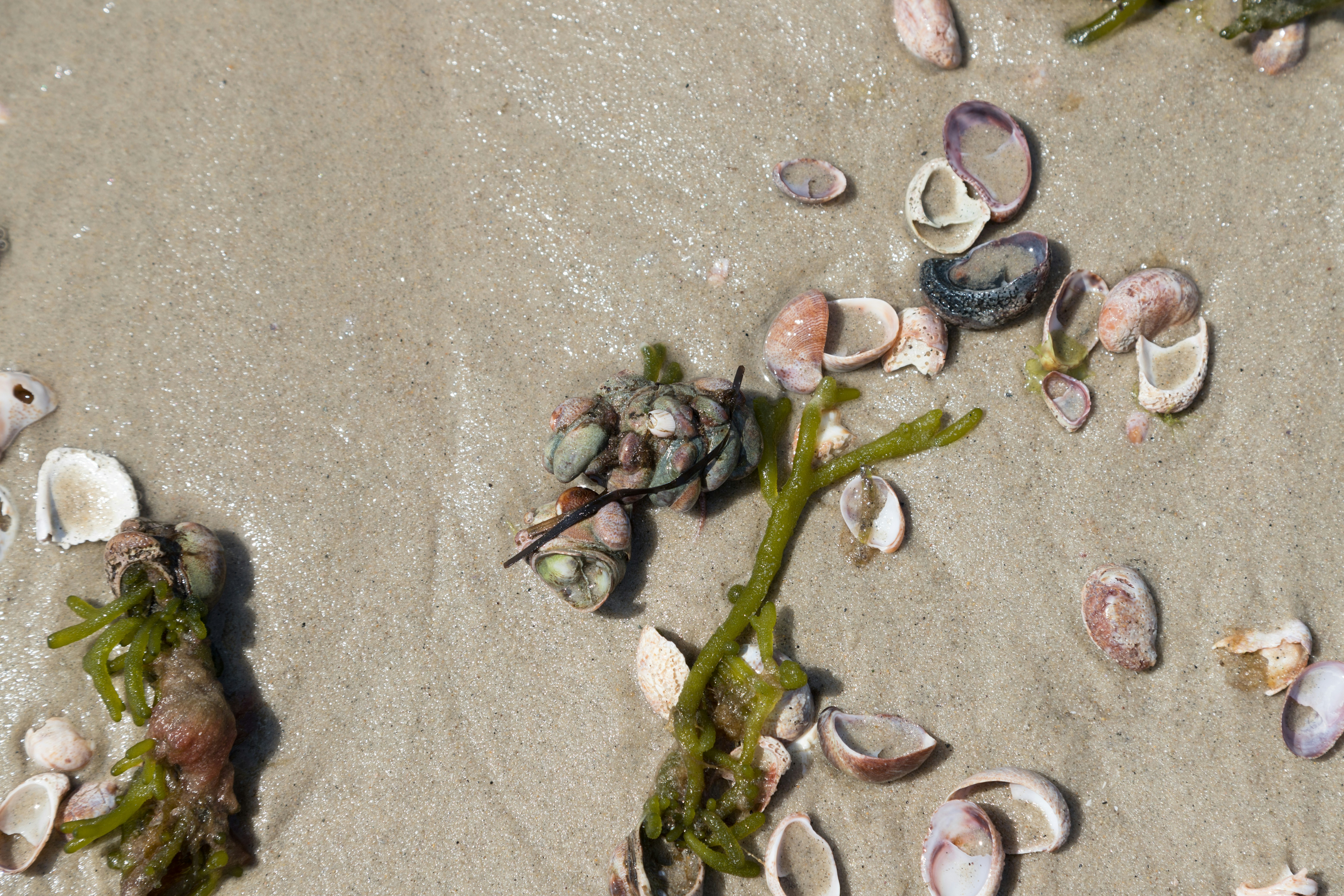 Foto Una planta que crece en la arena – Imagen Concha gratis en Unsplash