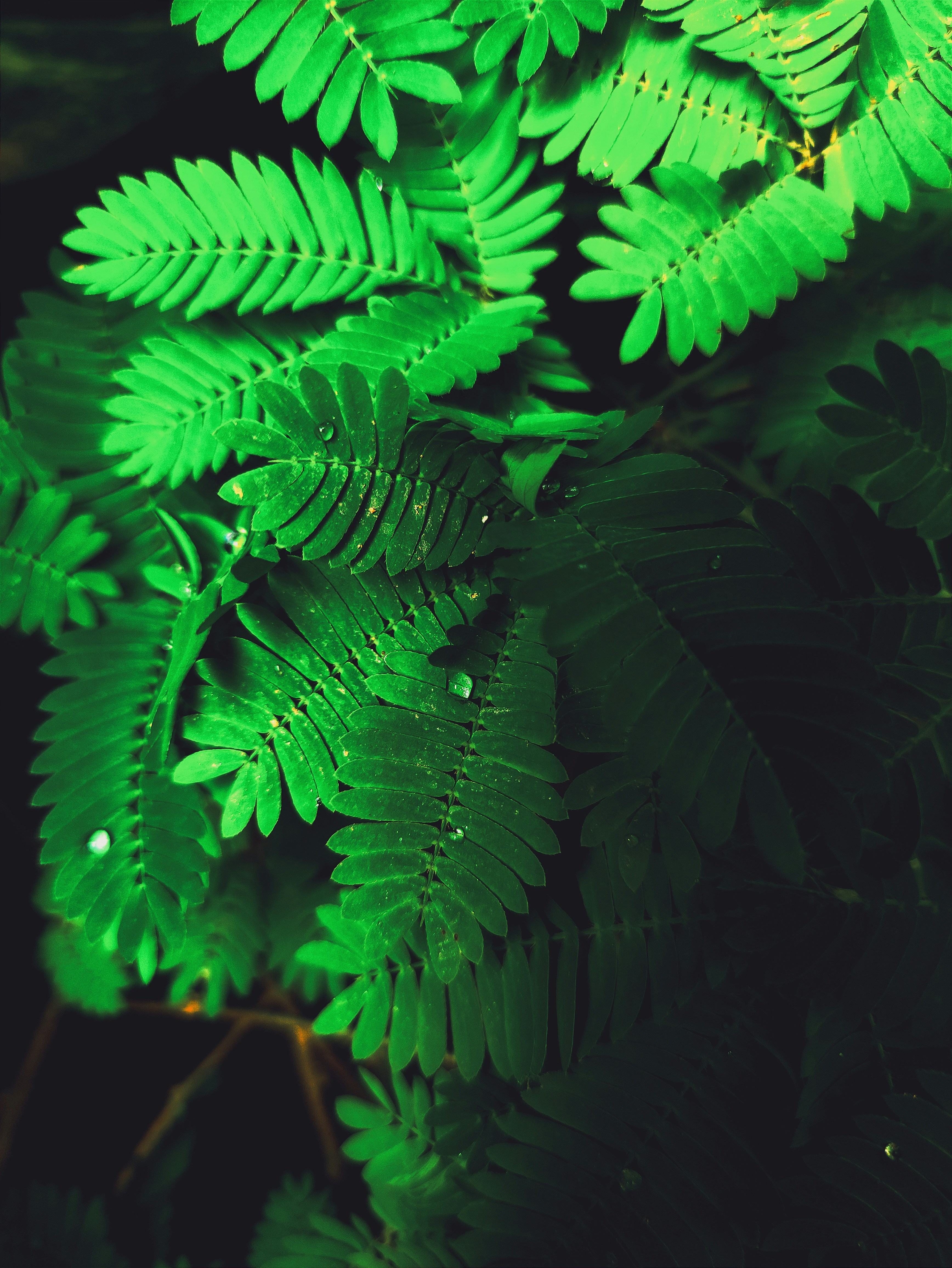 Close-up of vibrant green fern fronds in moody light, highlighting delicate leaflets and texture.