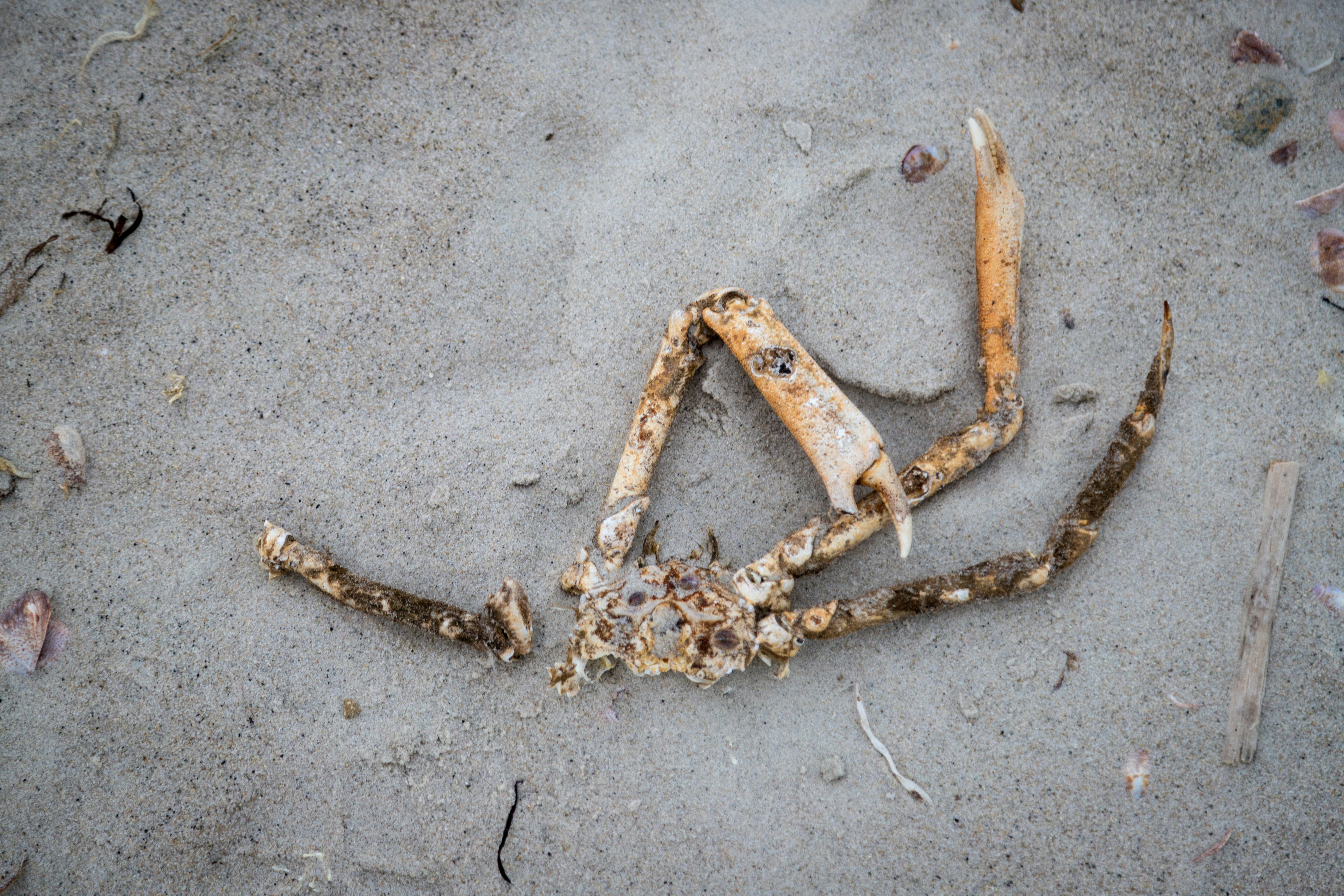 Weathered Remains: A Crab's Journey End