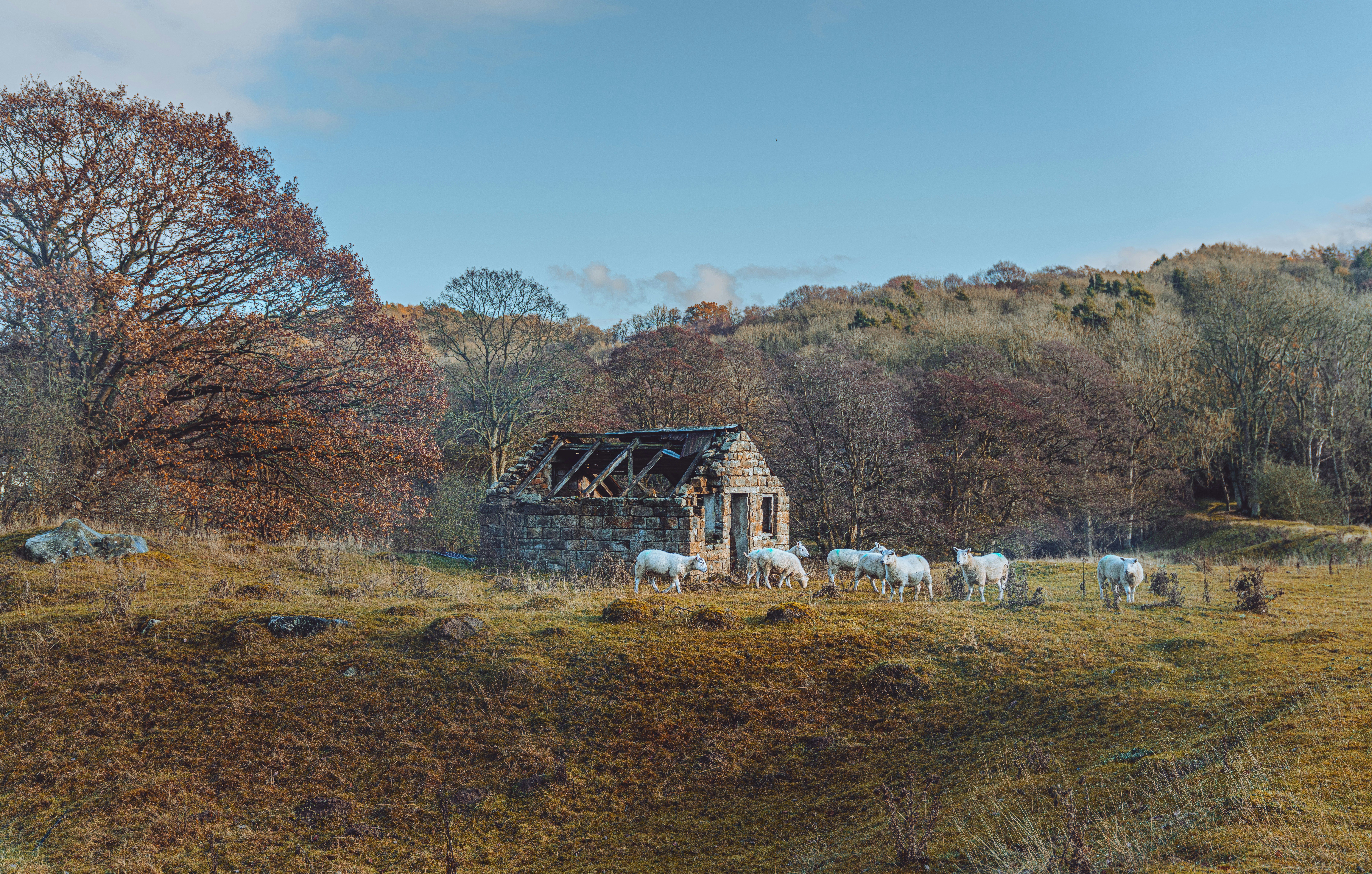 A group of animals stand in a field photo – Free Nature Image on Unsplash