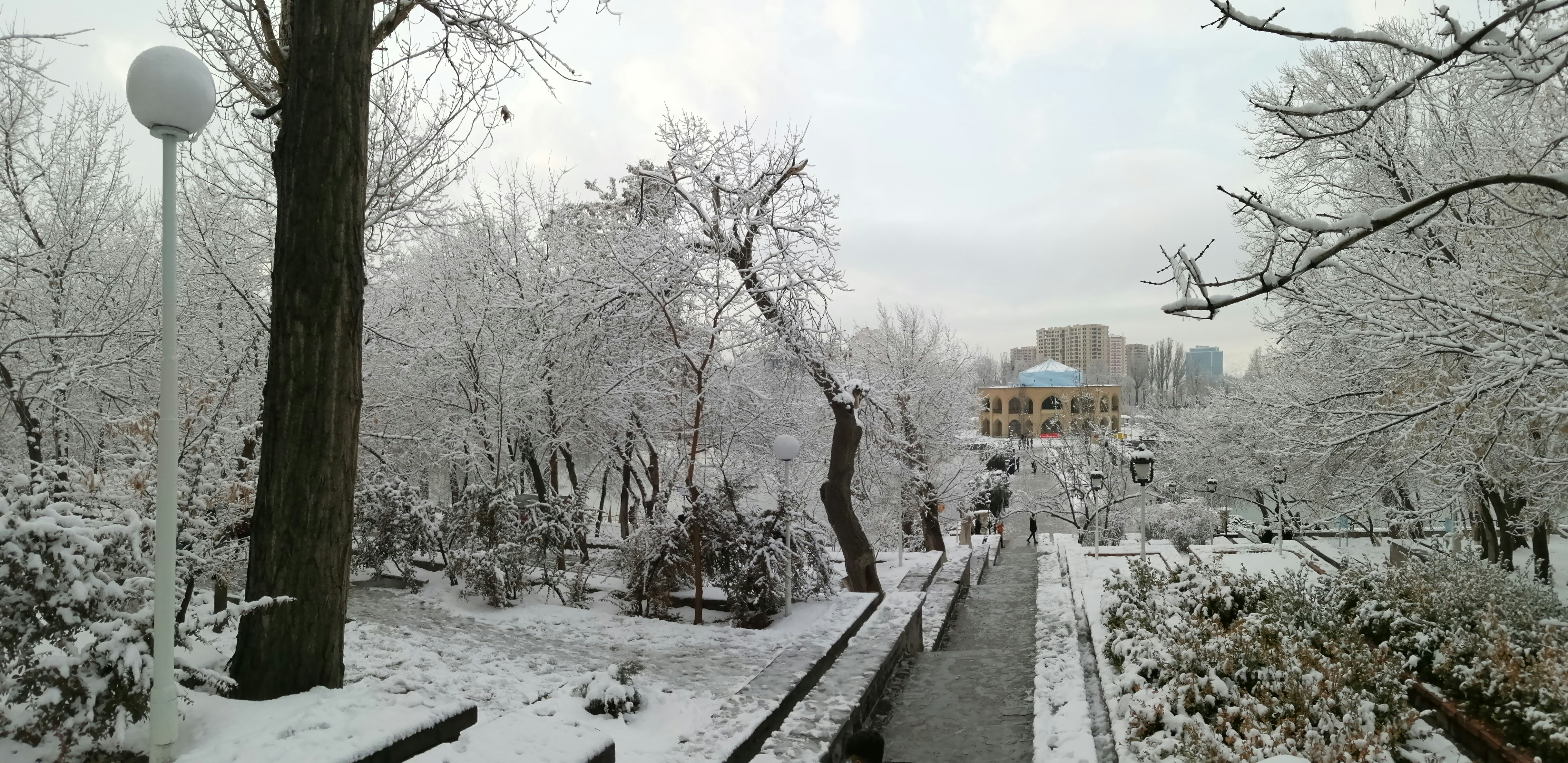 Snow-covered trees line a serene path in a city park under an overcast sky.