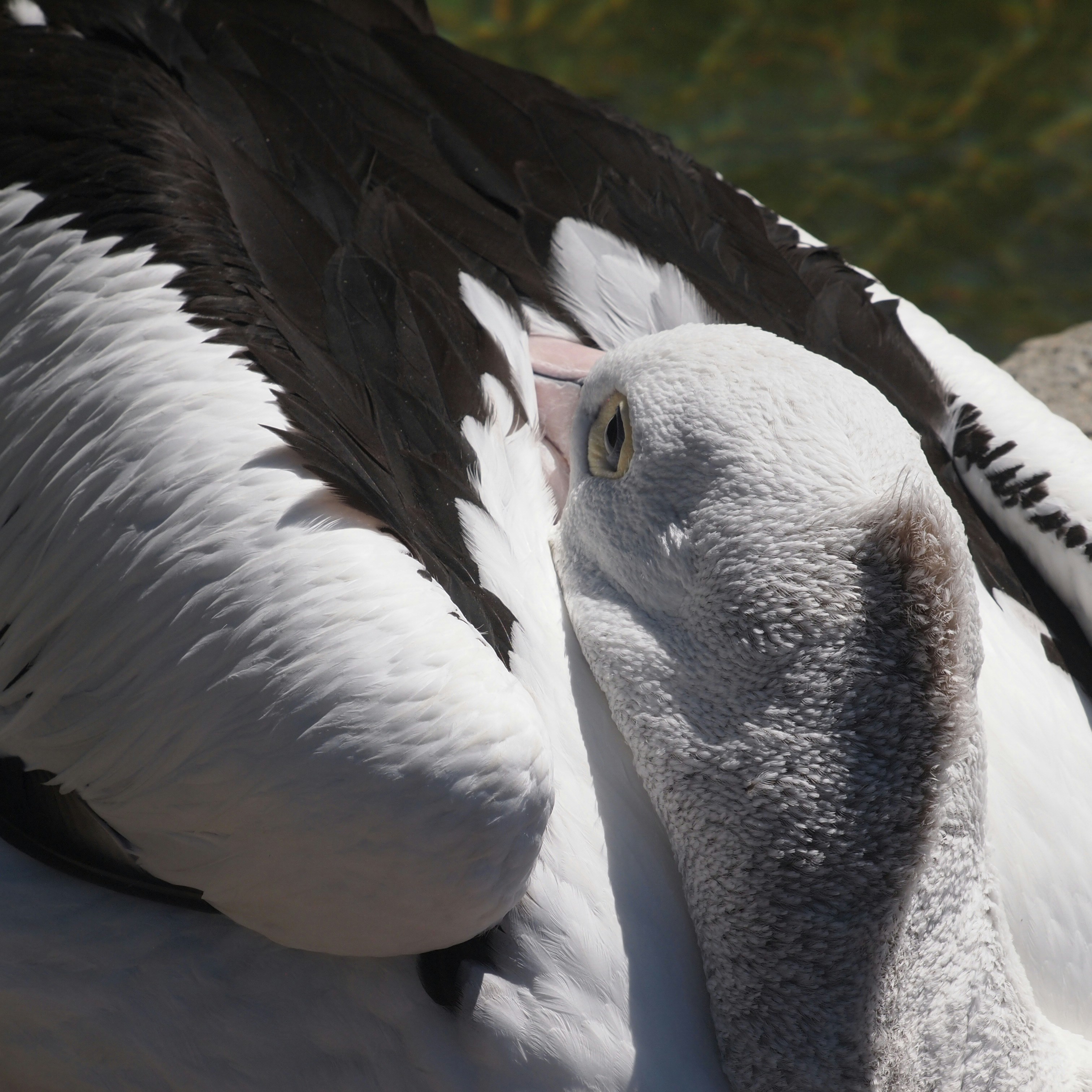a close up of a bird