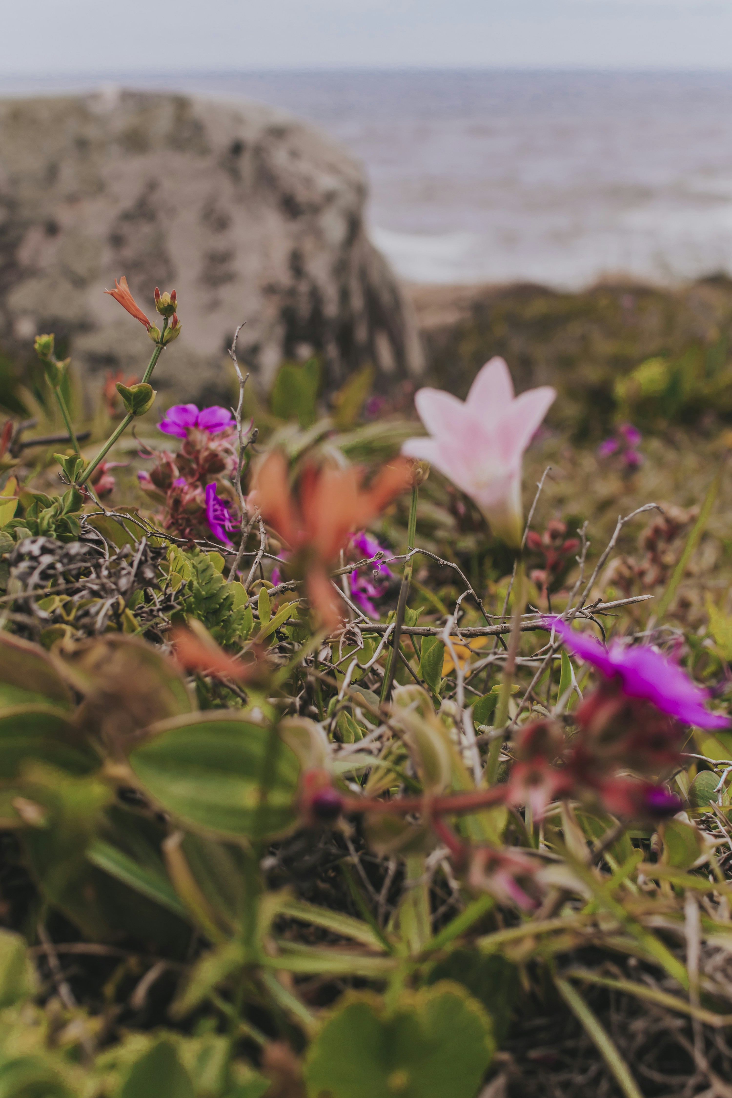 Coastal Bloom in Focus: A Sunlit Patch Framed by Distant Waves
