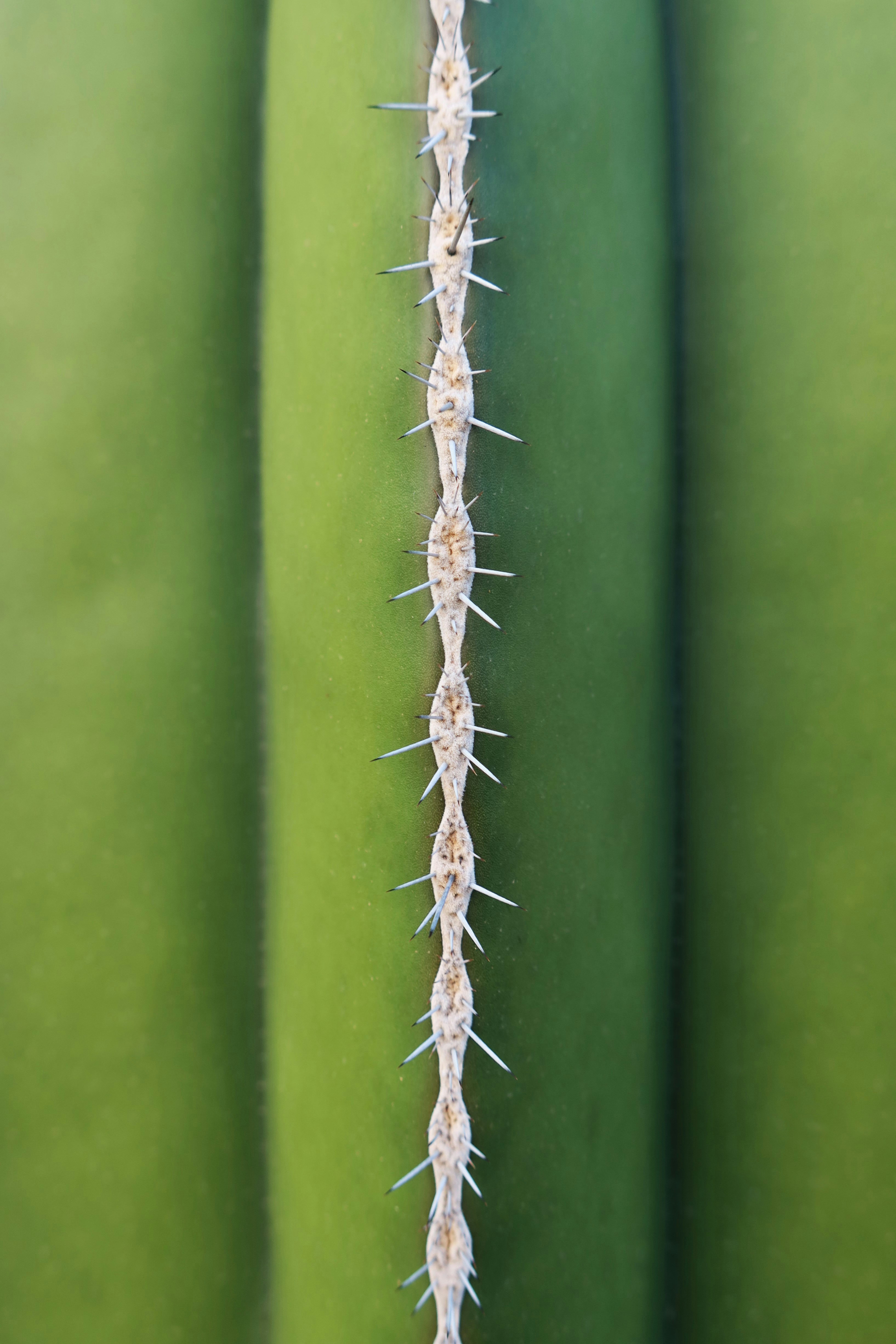 Close-up of a cactus spine showcasing its textured surface and vibrant green backdrop. The contrast highlights the plant's adaptability and unique structure.