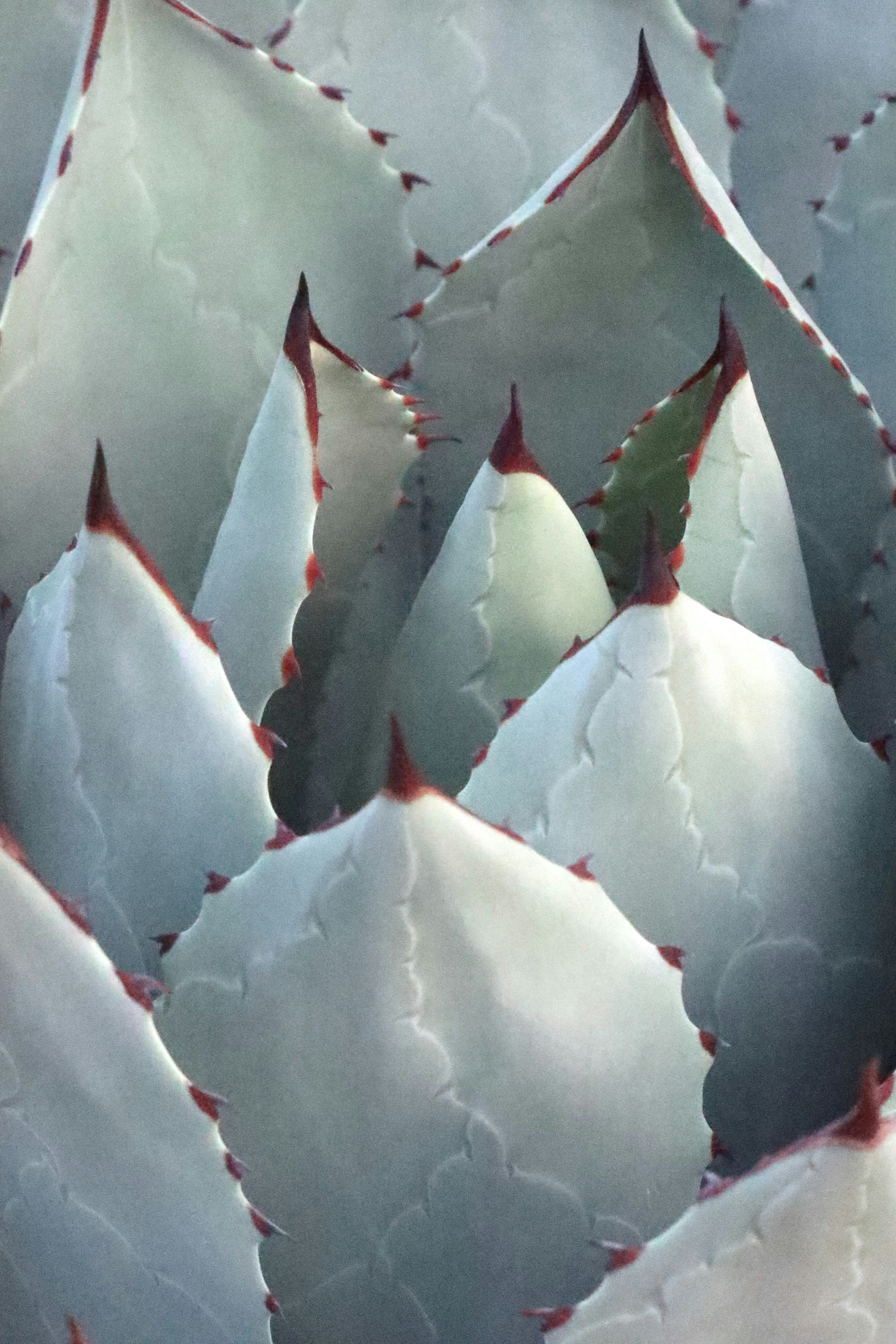 Close-up of agave leaves showcasing intricate patterns and sharp edges, highlighting their unique textures and colors.