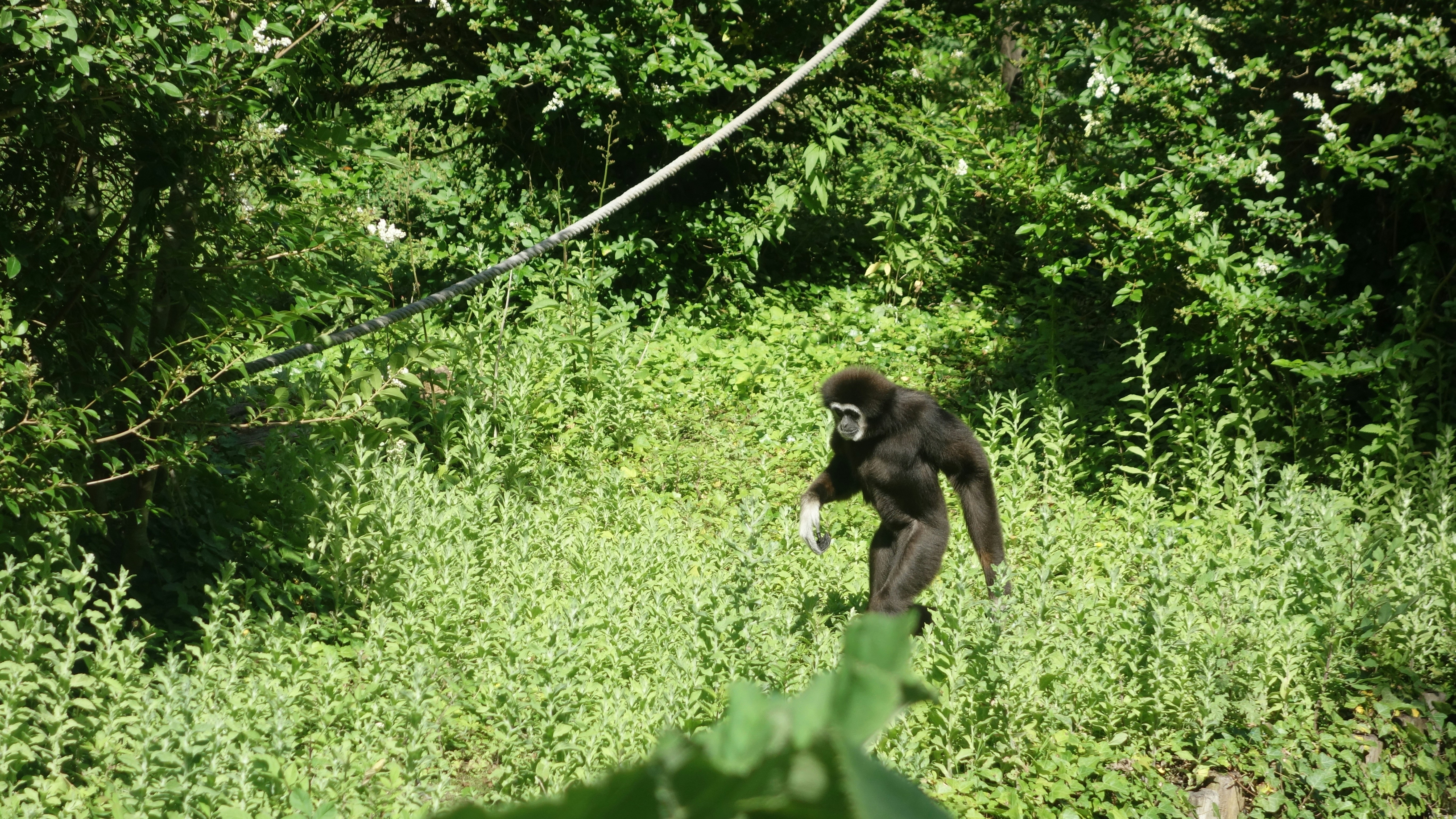 Green Canopy Acrobat: A Gibbon Traversing the Understory