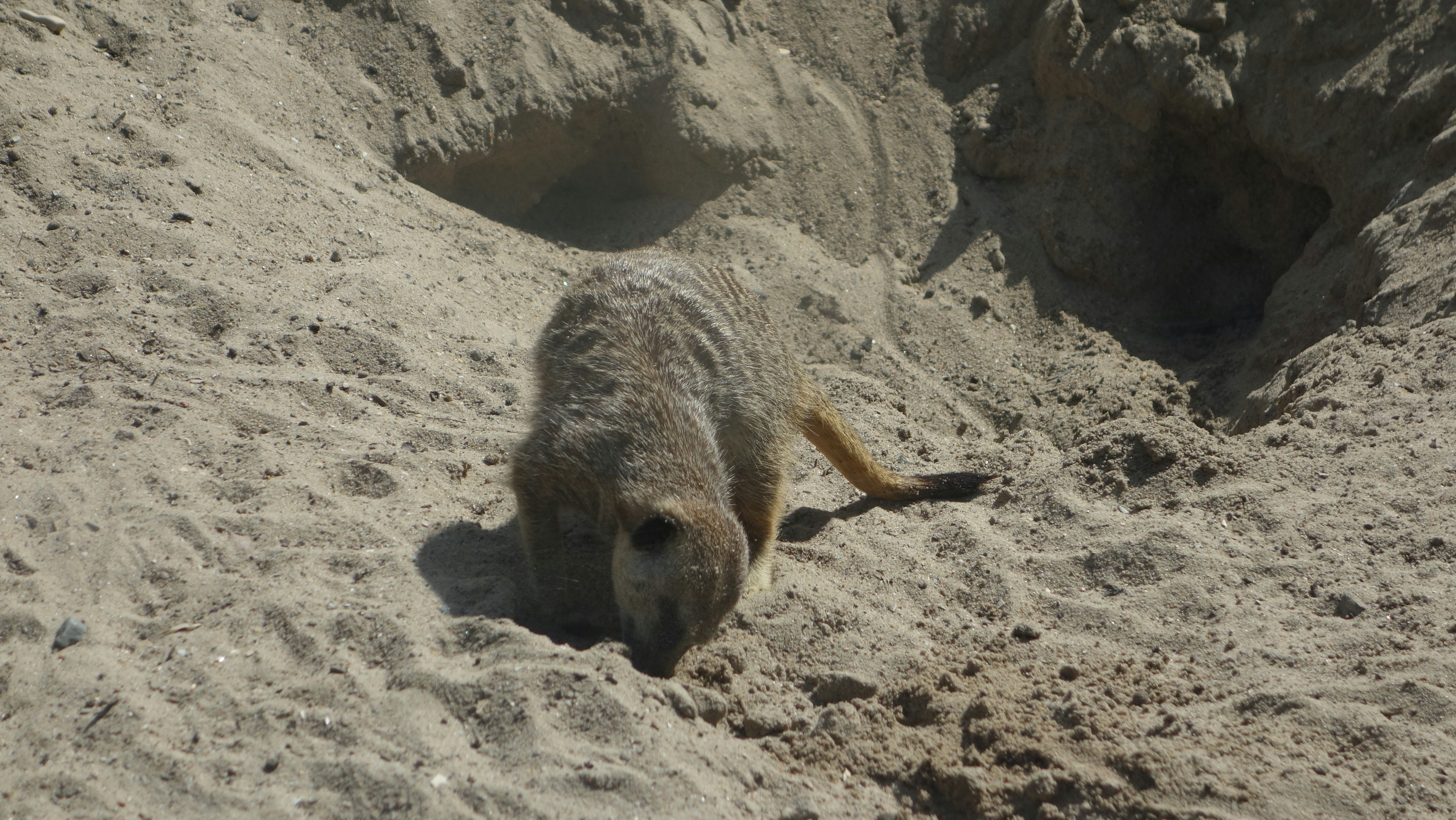 A mouse in the sand photo – Free Meerkat Image on Unsplash