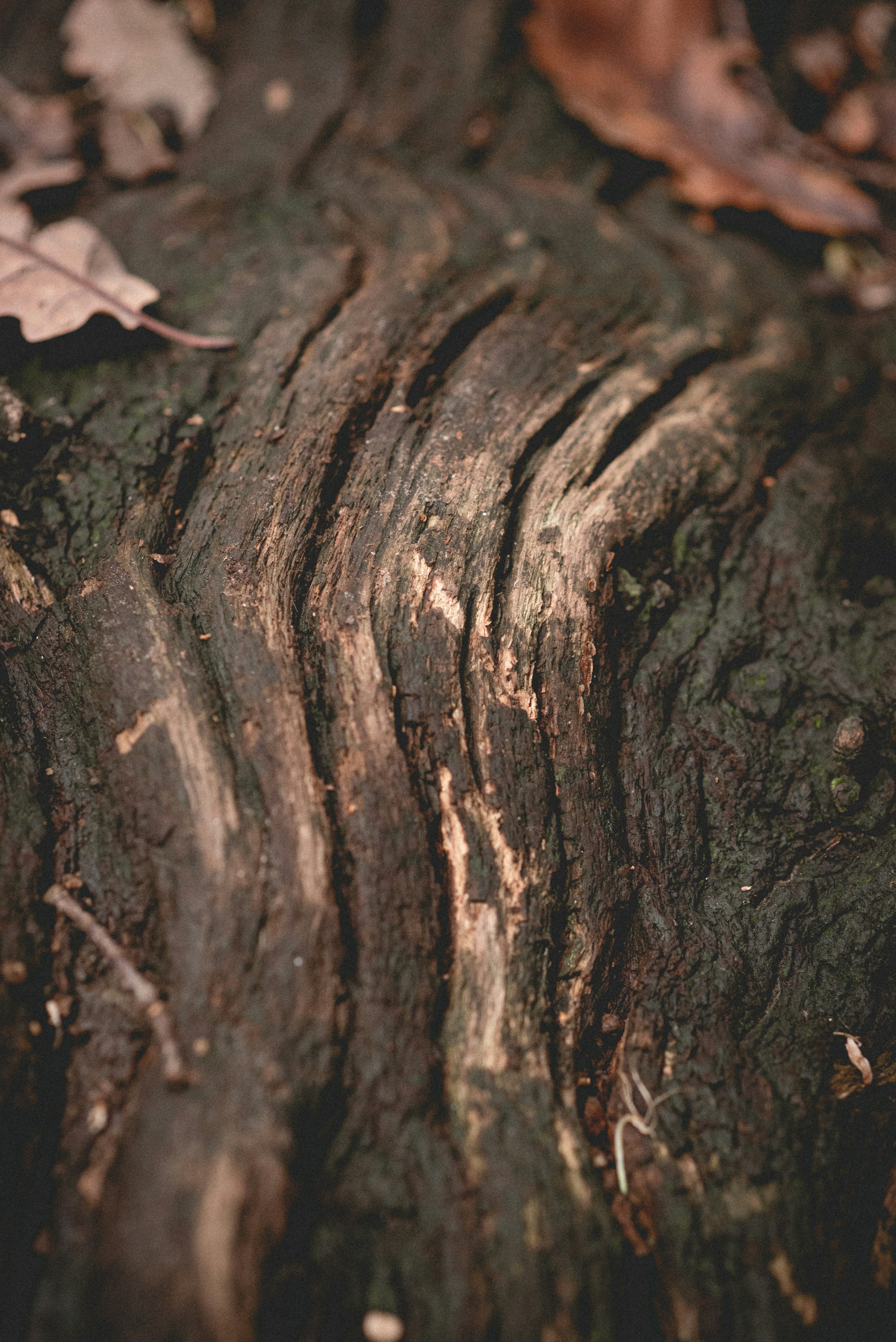 A close up of a tree trunk photo – Free Autumn leaves Image on Unsplash