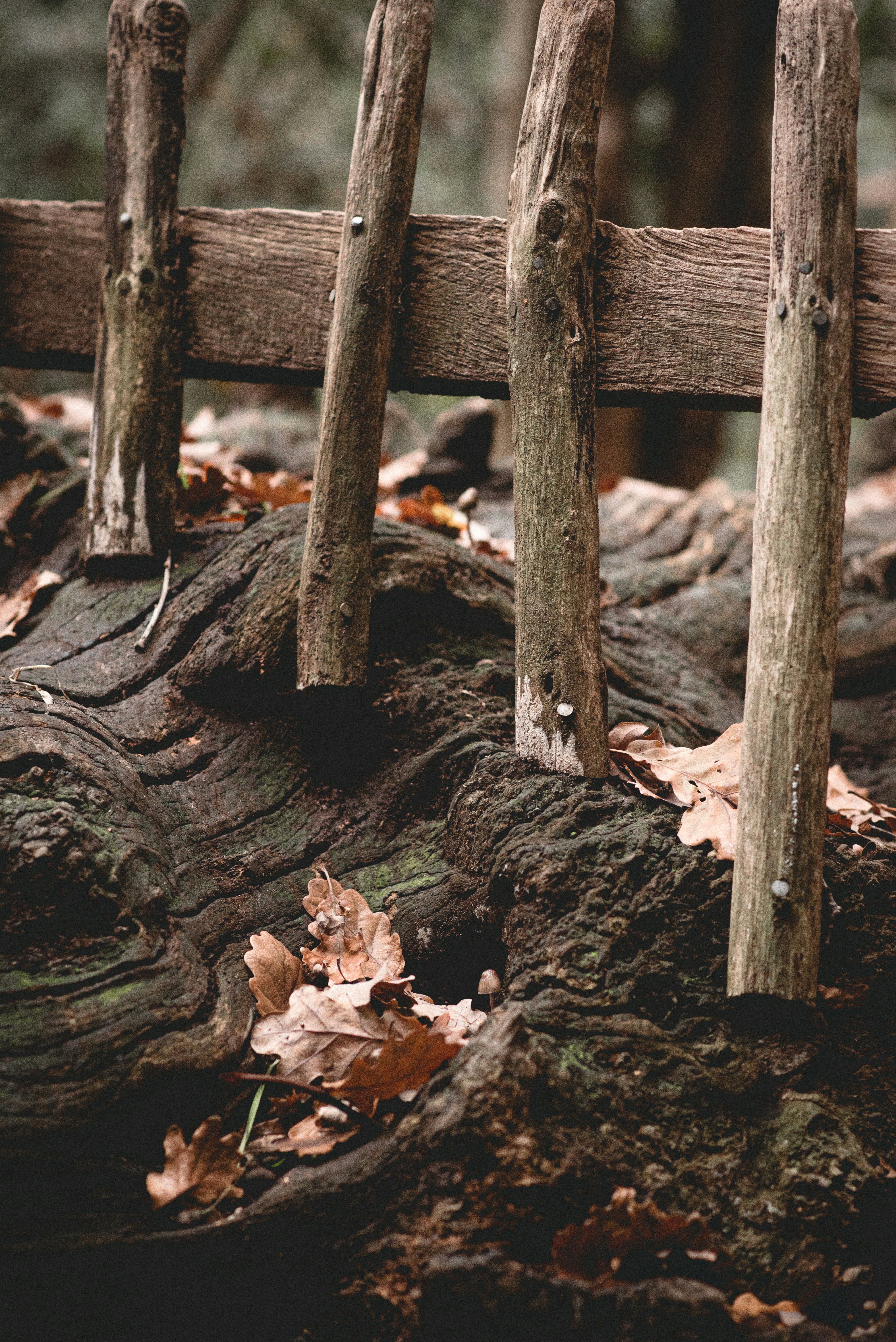 spot the mushroom