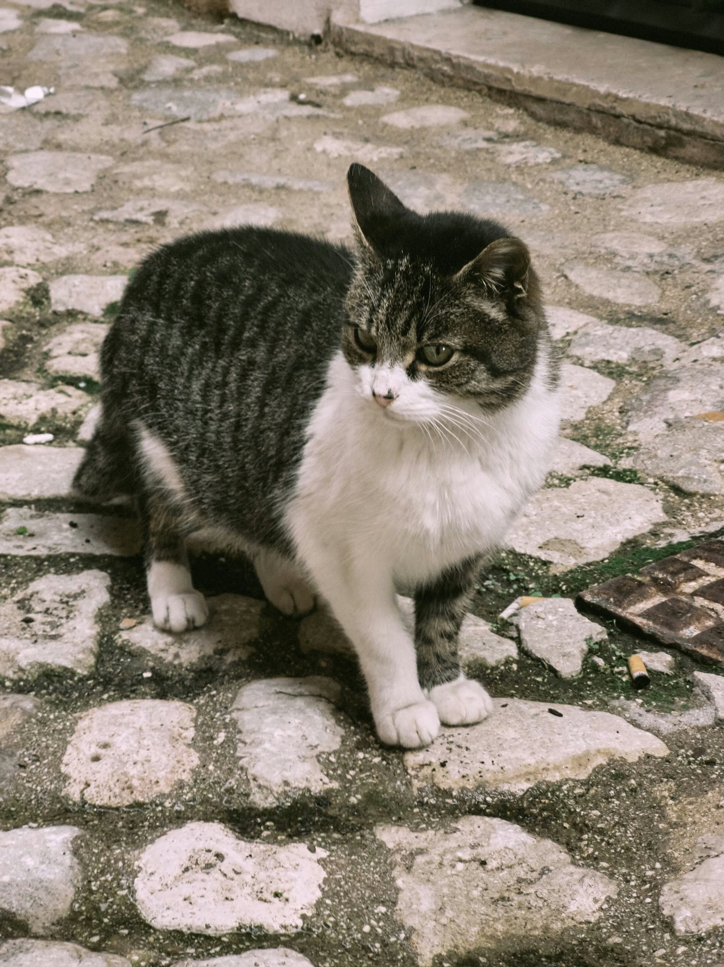 A cat standing on a stone surface photo – Free Path Image on Unsplash