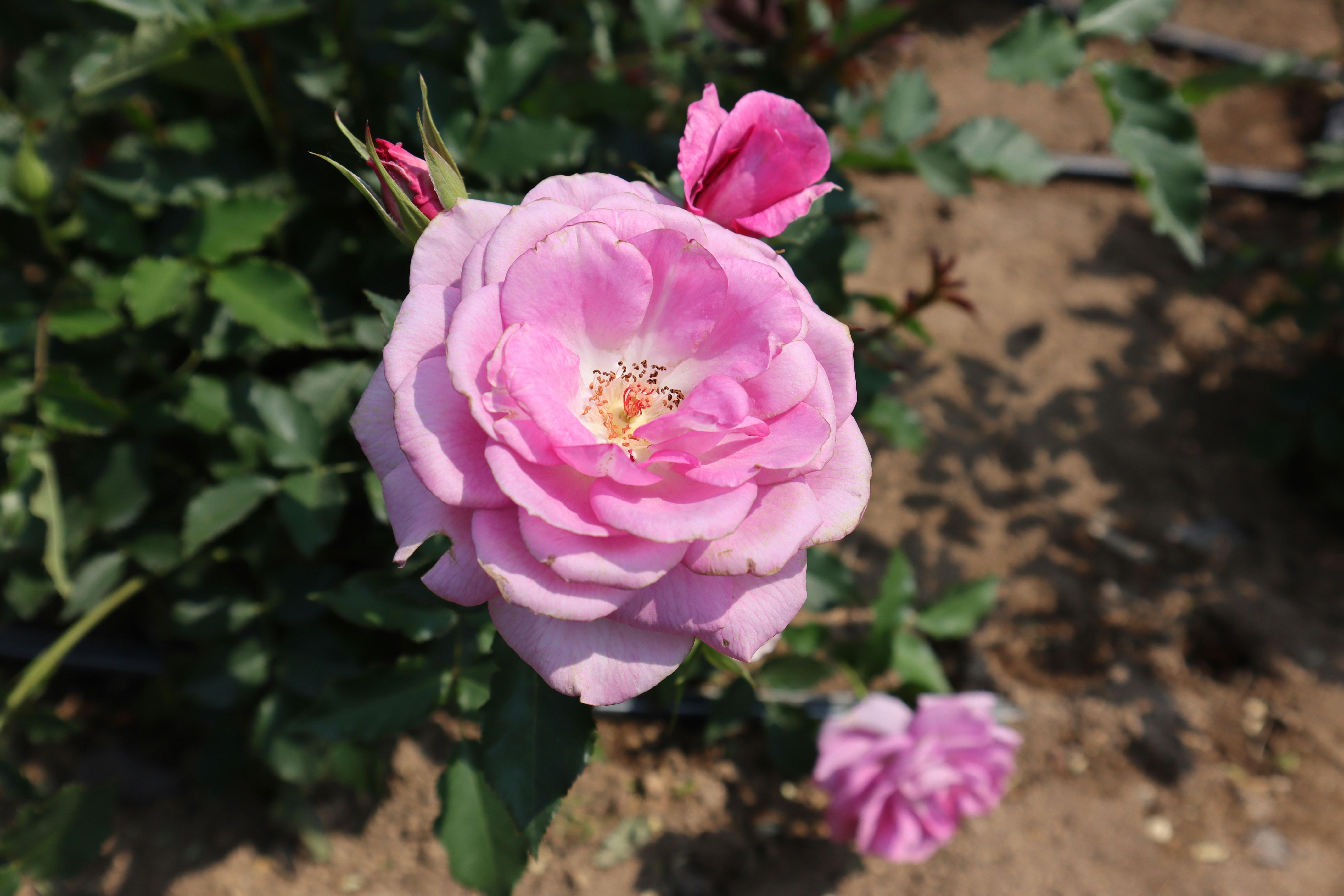 Pink rose in sunlit garden: a close-up of soft petals and delicate center