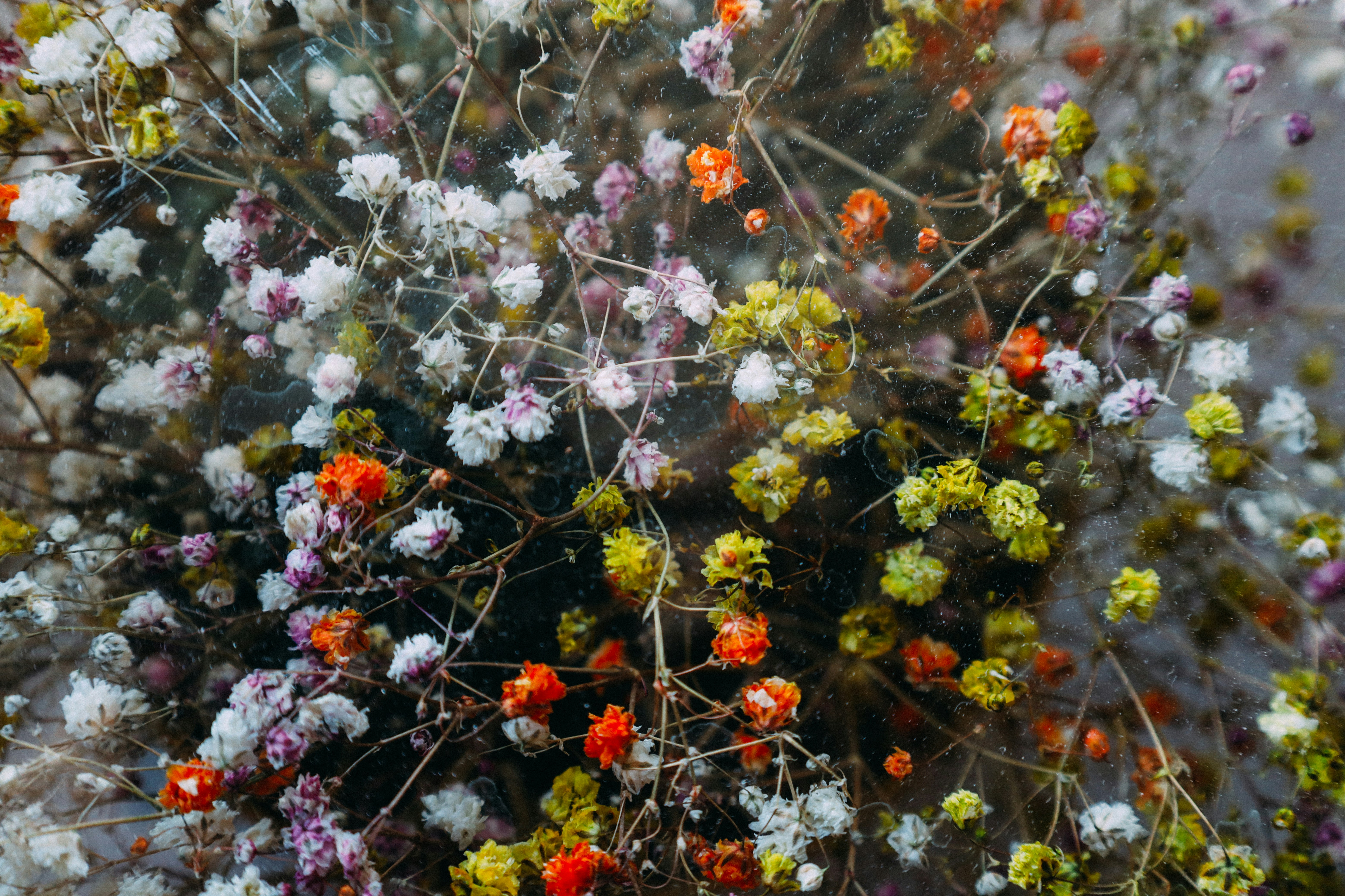 Floating Mosaic: a tangle of tiny blossoms on dark water