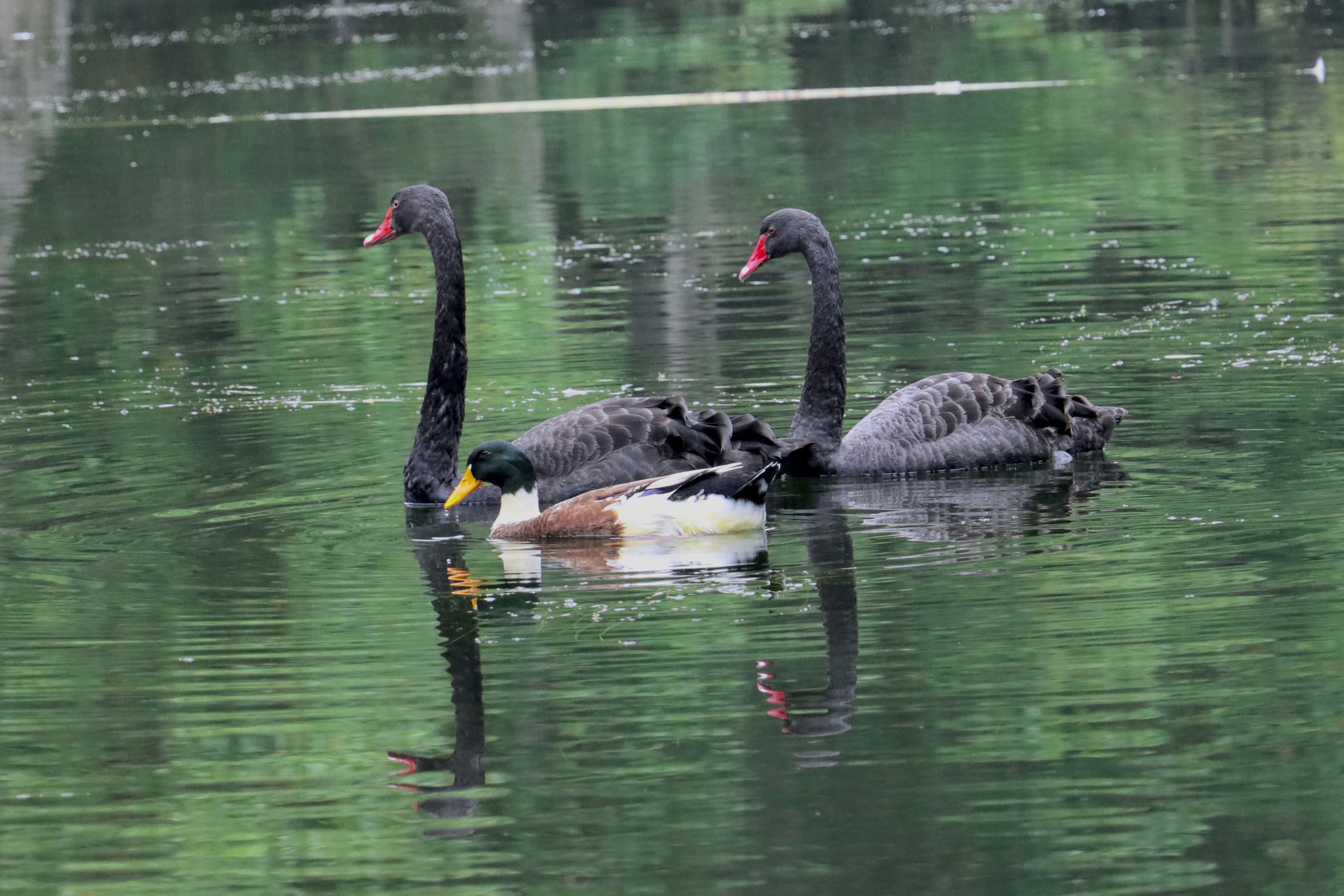 Green-Headed Leader: Mallard Surrounded by Ebony Swans on a Glassy Pond