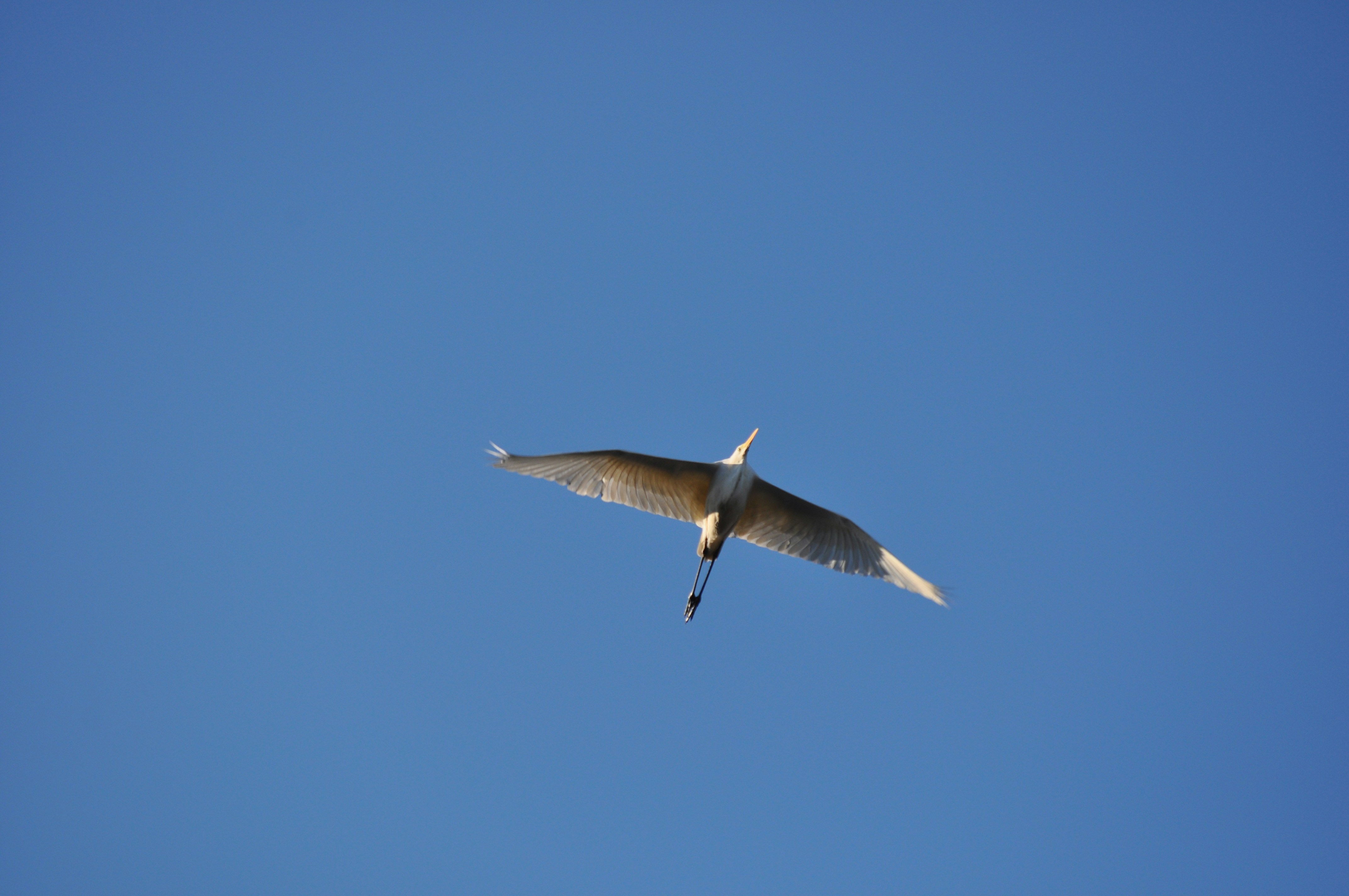 a bird flying in the sky