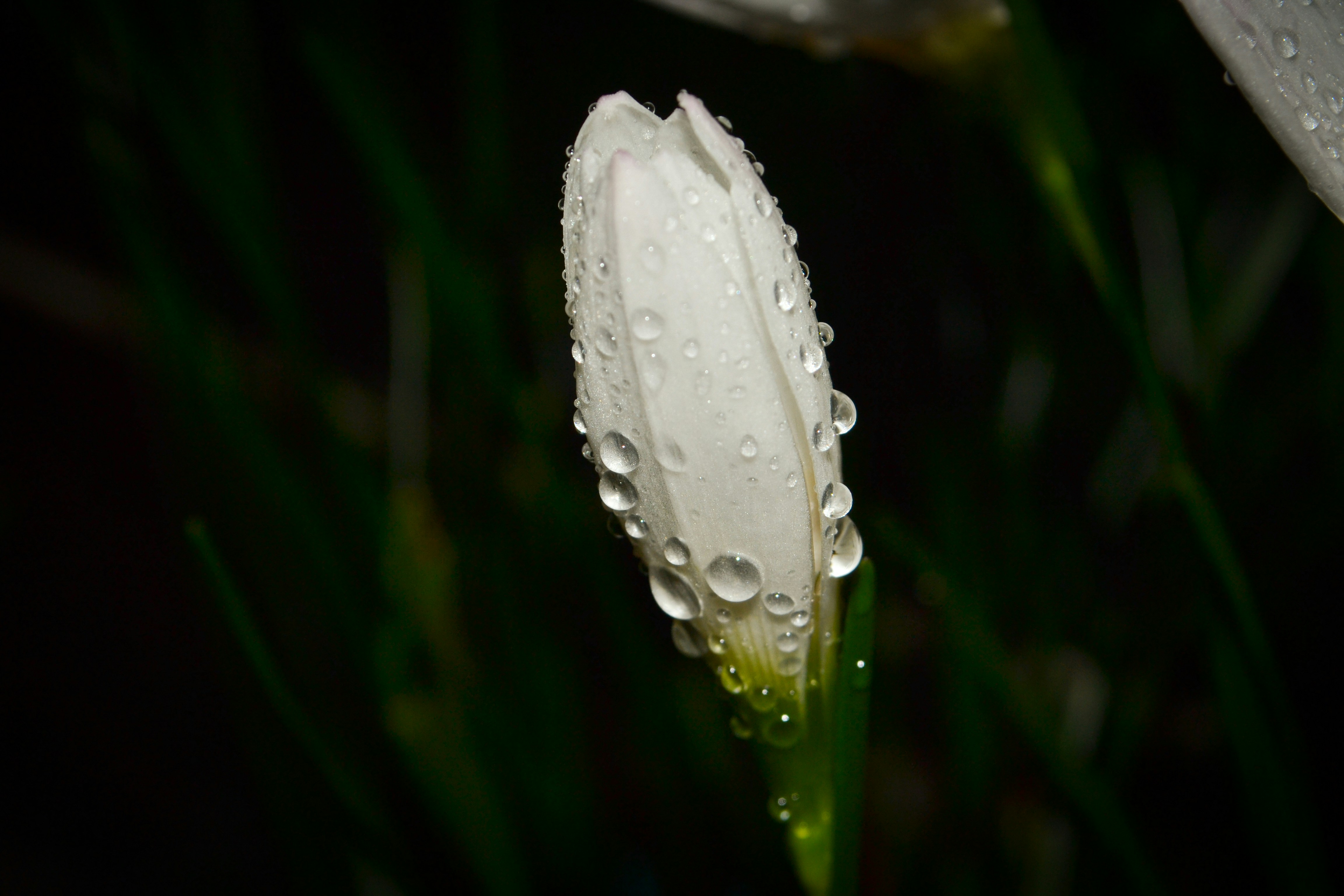 Dew-kissed Lily Twilight: A Single Bloom in Velvet Darkness