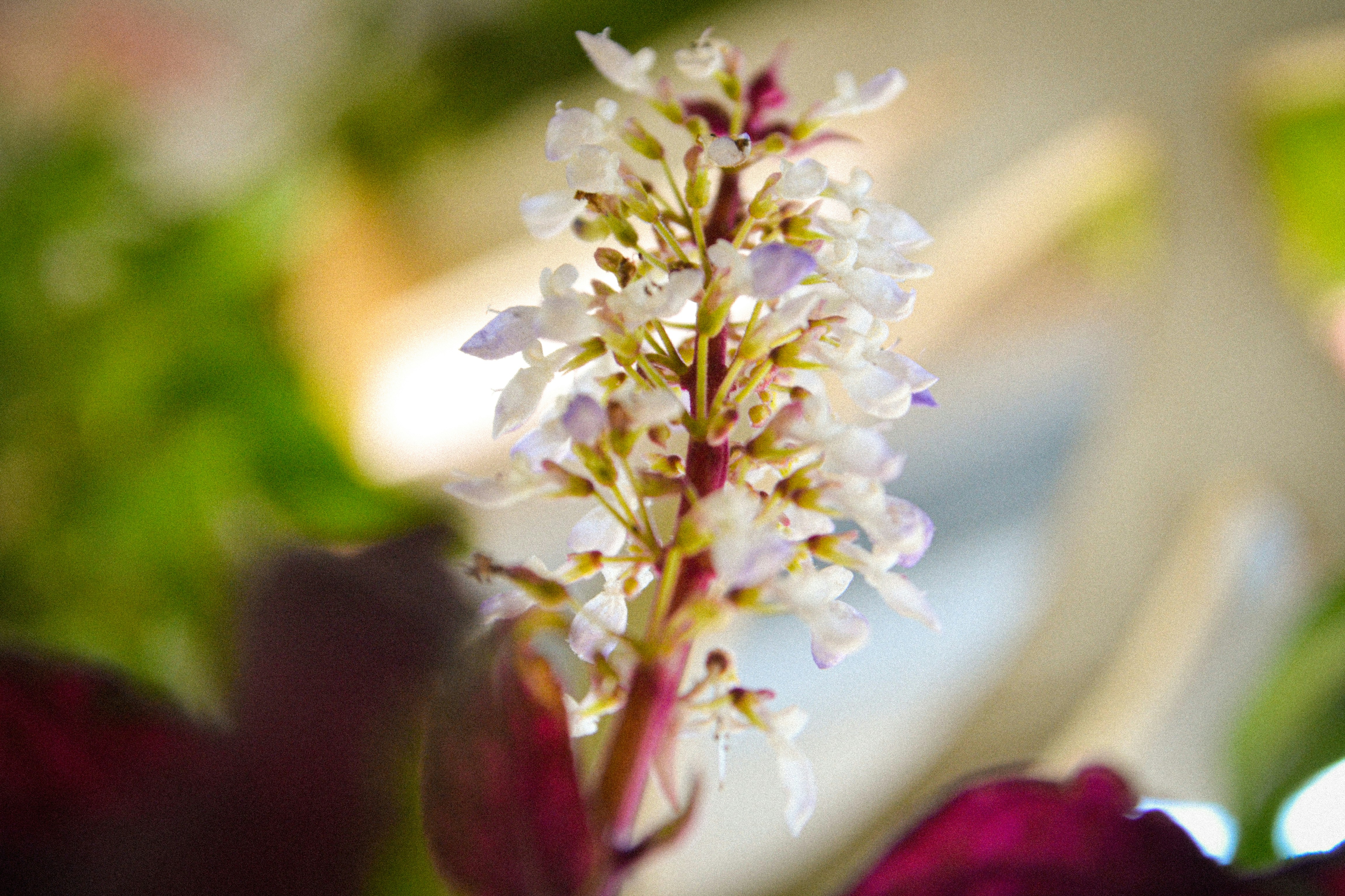 Petal Spike in Soft Focus: pale bloom rising through a creamy garden blur