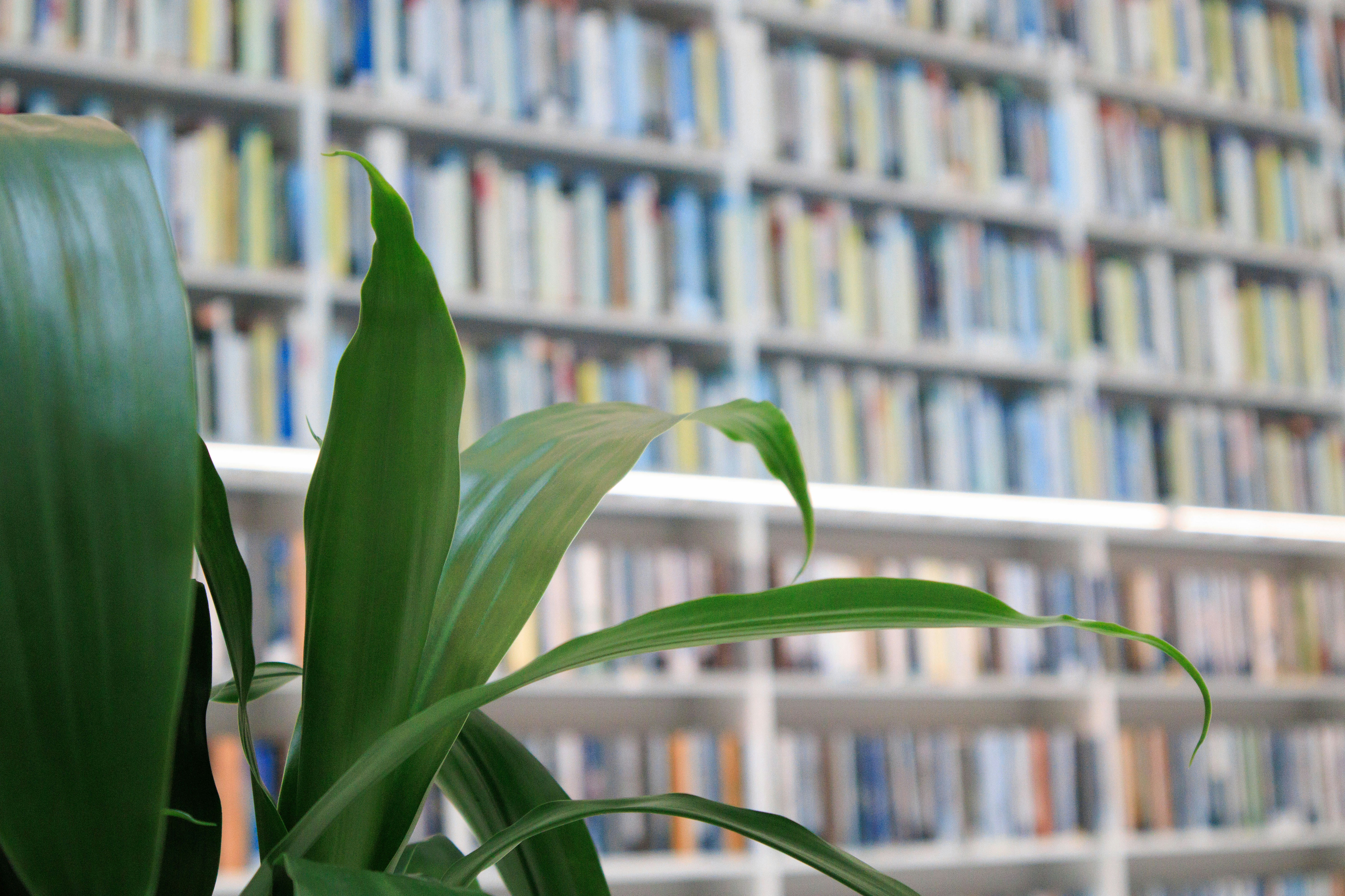 Photo by Mansi Telharkar with Canon EOS M50 Mark II