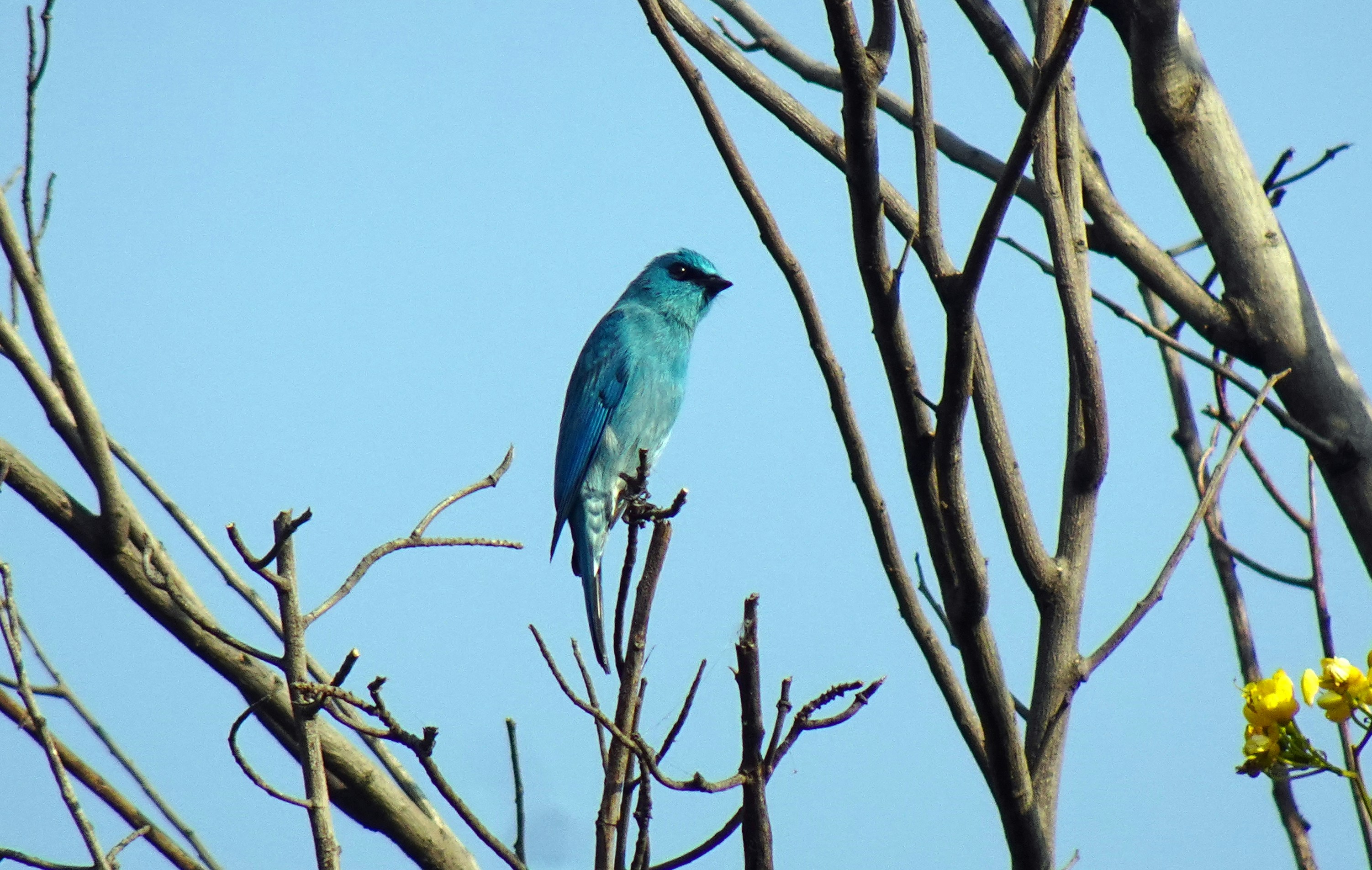 Vibrant blue bird perched on a bare branch, surrounded by delicate twigs against a clear sky. A splash of yellow flowers adds a subtle contrast.