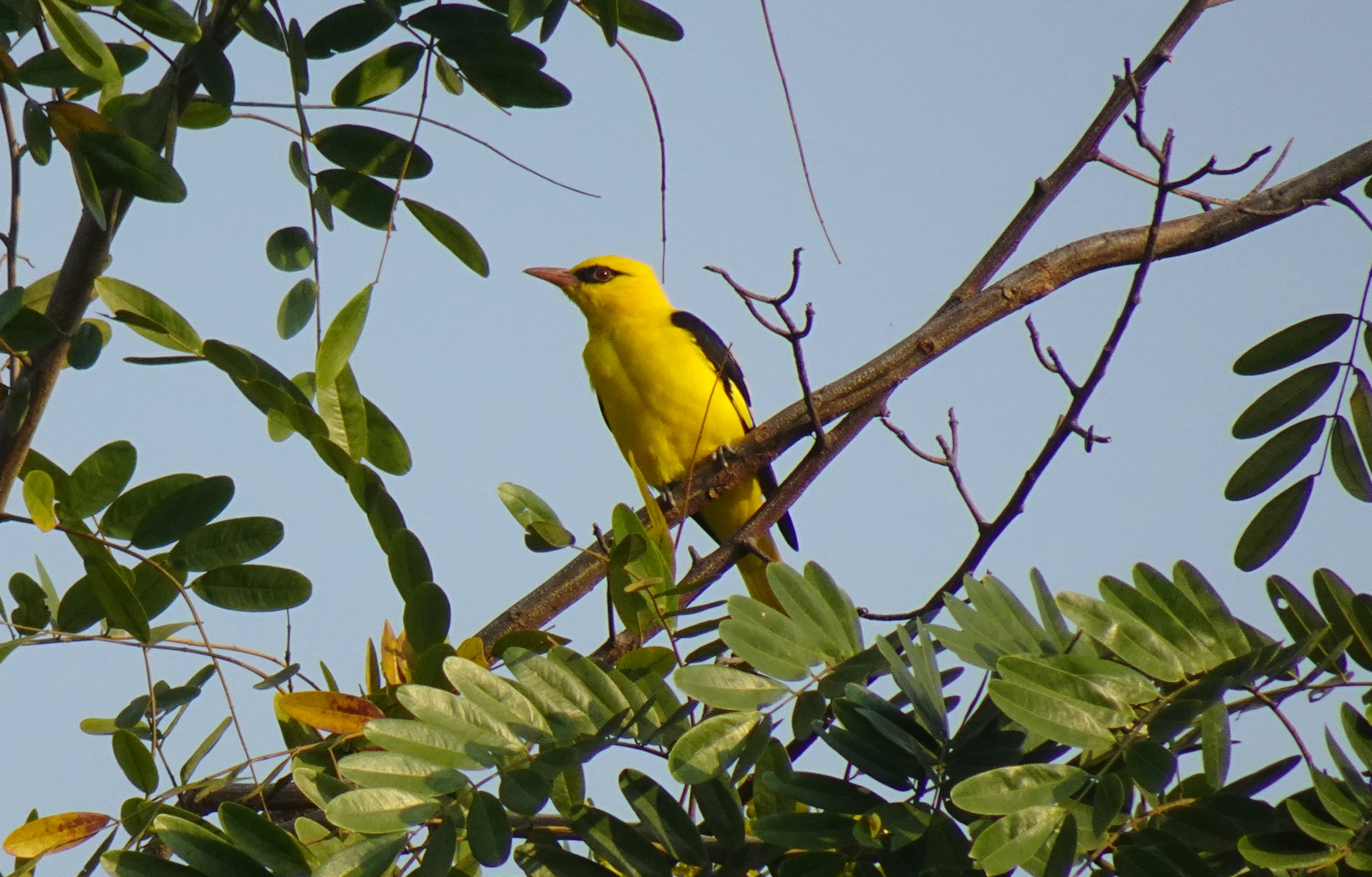 Bright yellow warbler perched on a thin branch among dense green foliage against a pale blue sky.