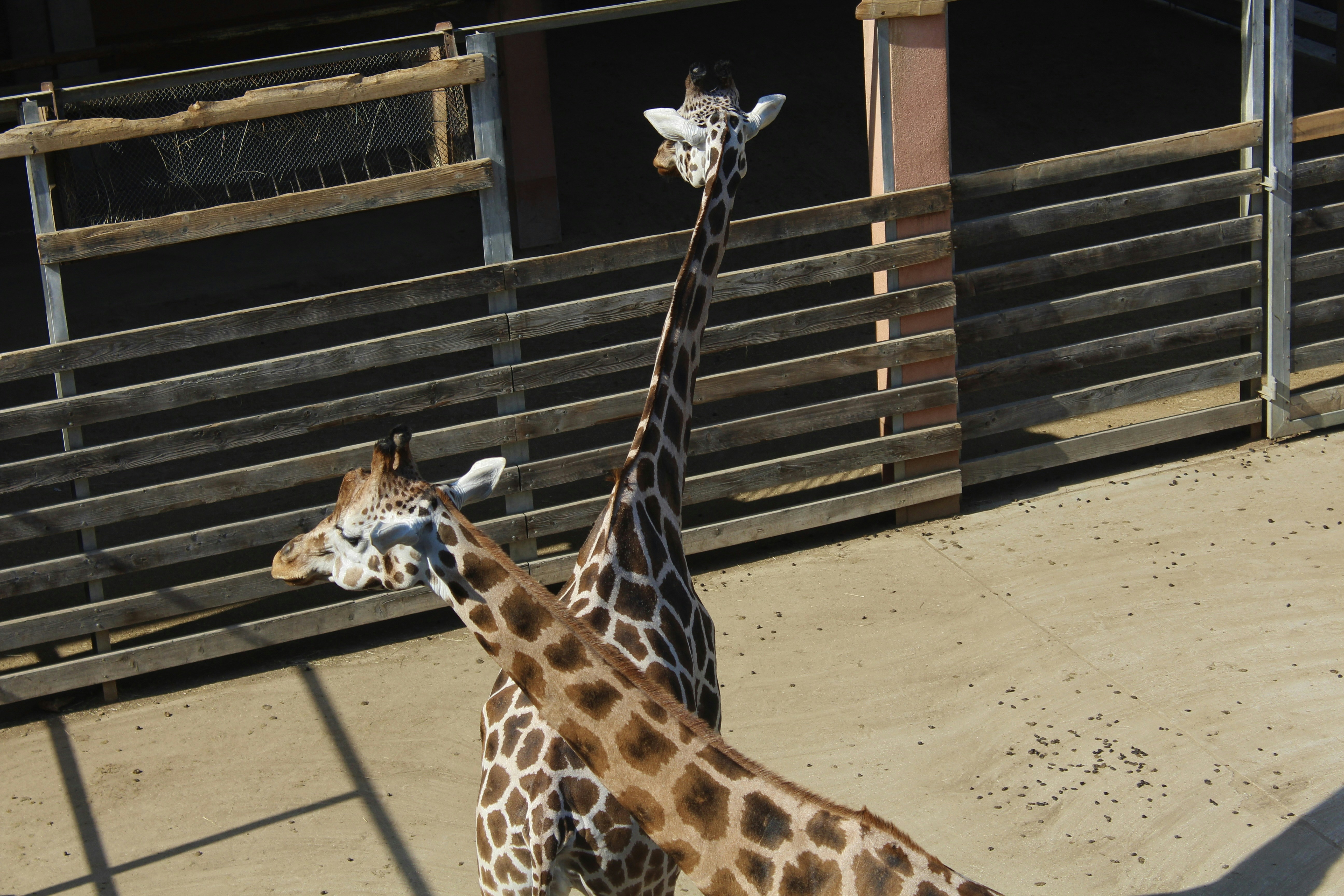 Crossed Necks at the Rails: Giraffes in a Sunlit Enclosure