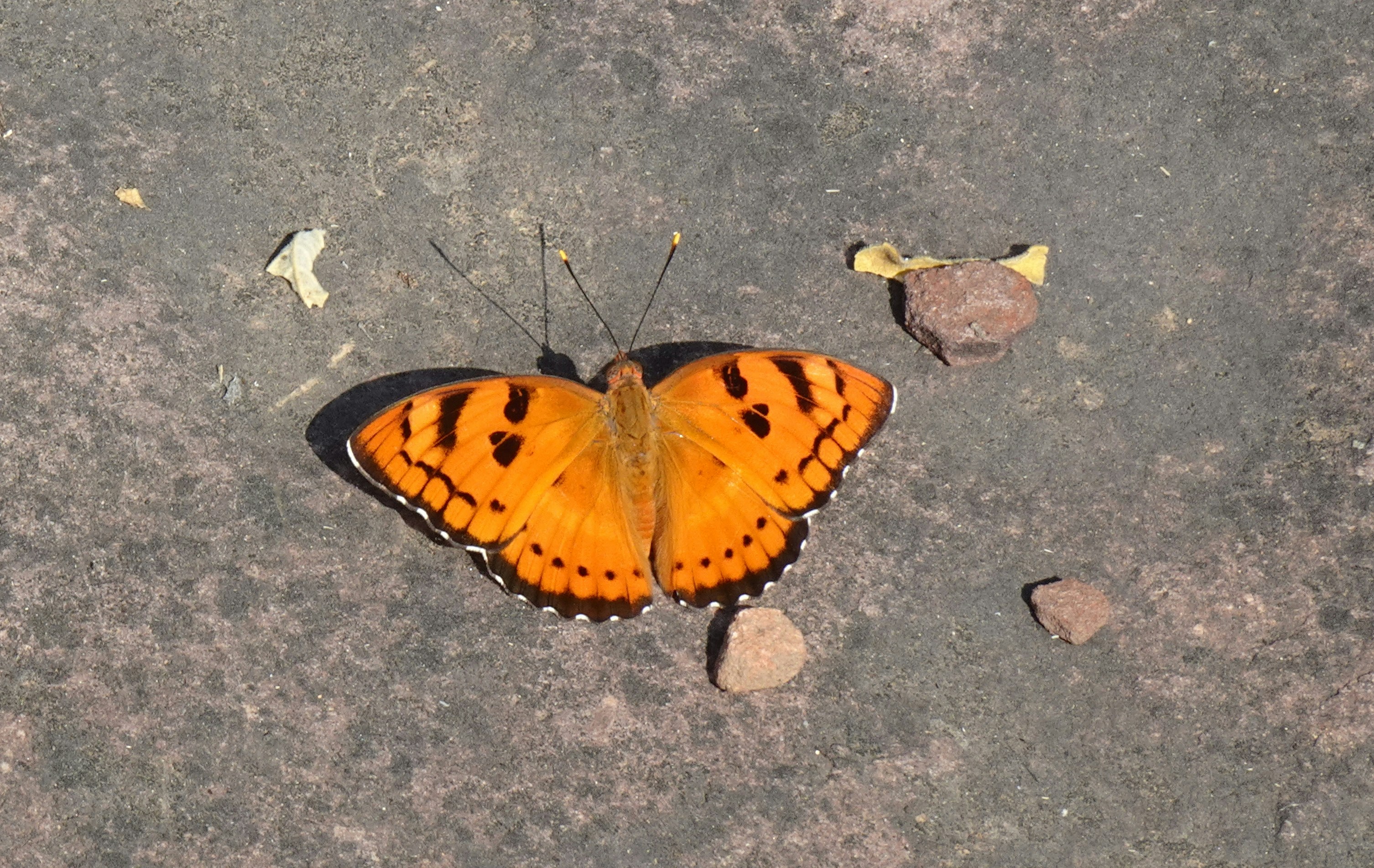 Vibrant orange butterfly resting on a textured surface, surrounded by small rocks and leaves.