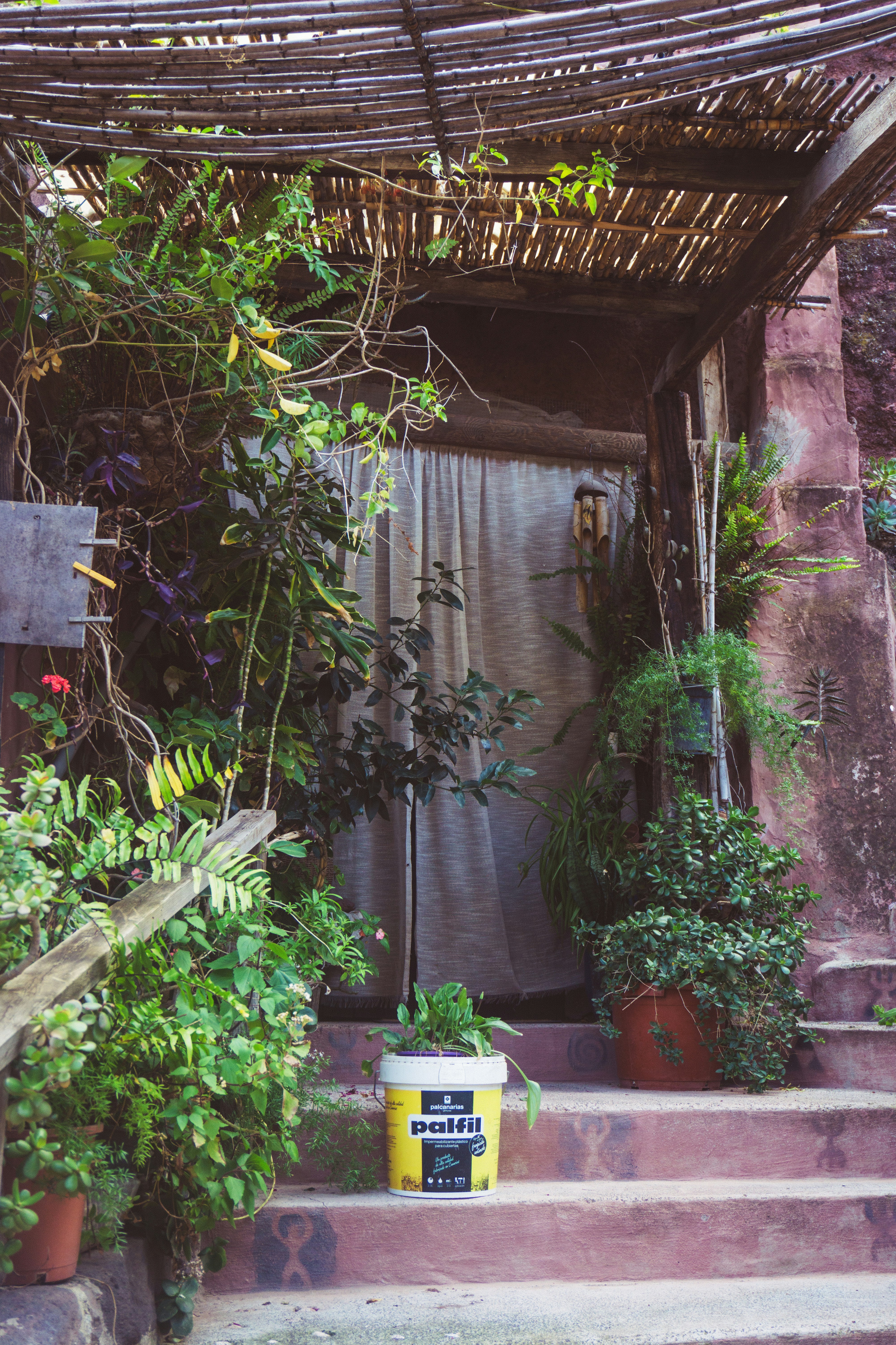 Verdant Threshold: a Quiet Stairway Overgrown with Greenery