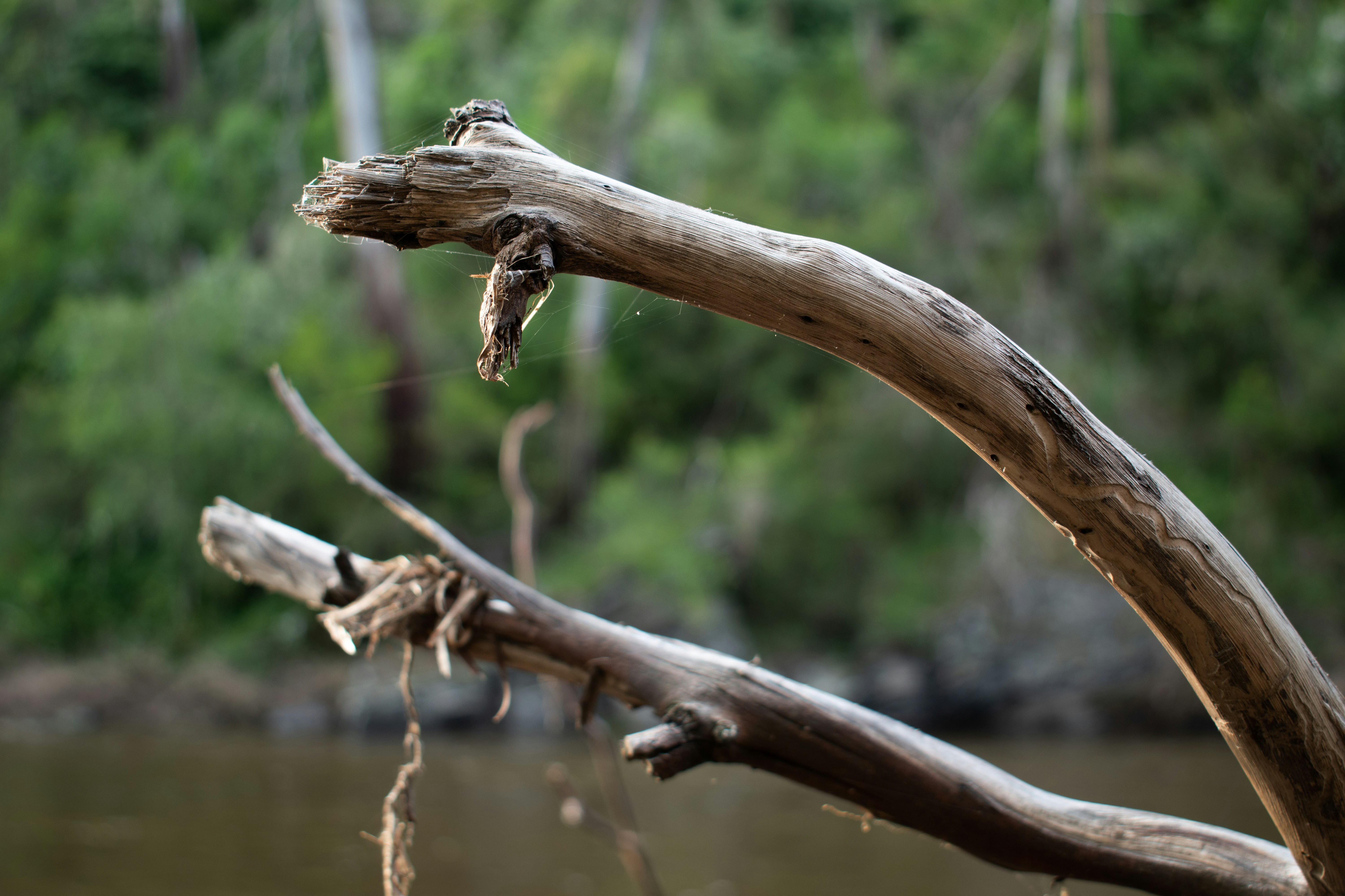 A tree branch with a small animal on it photo – Free Warrandyte vic ...