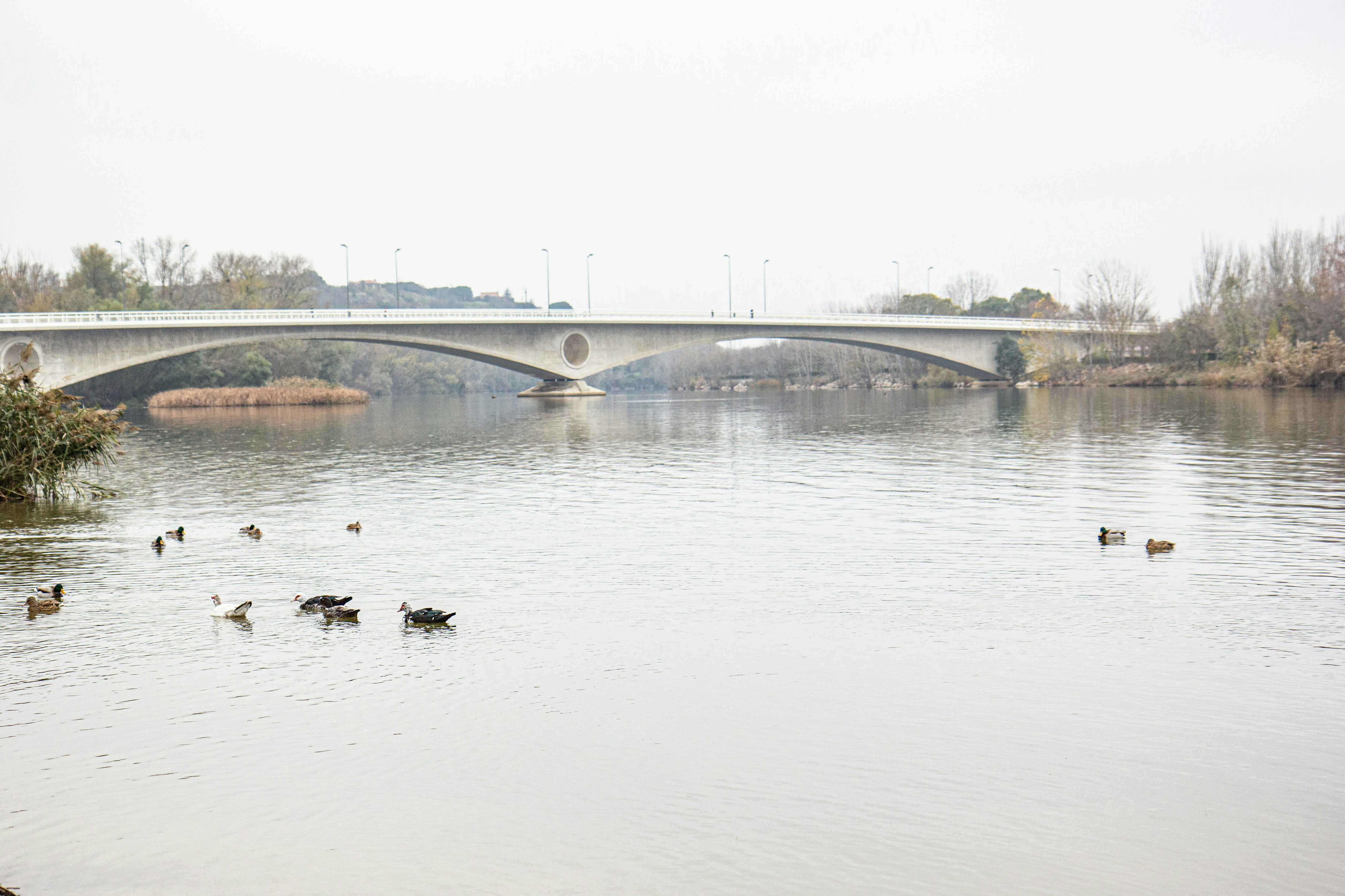 Ducks gliding across a calm lake with a distant bridge under an overcast sky.