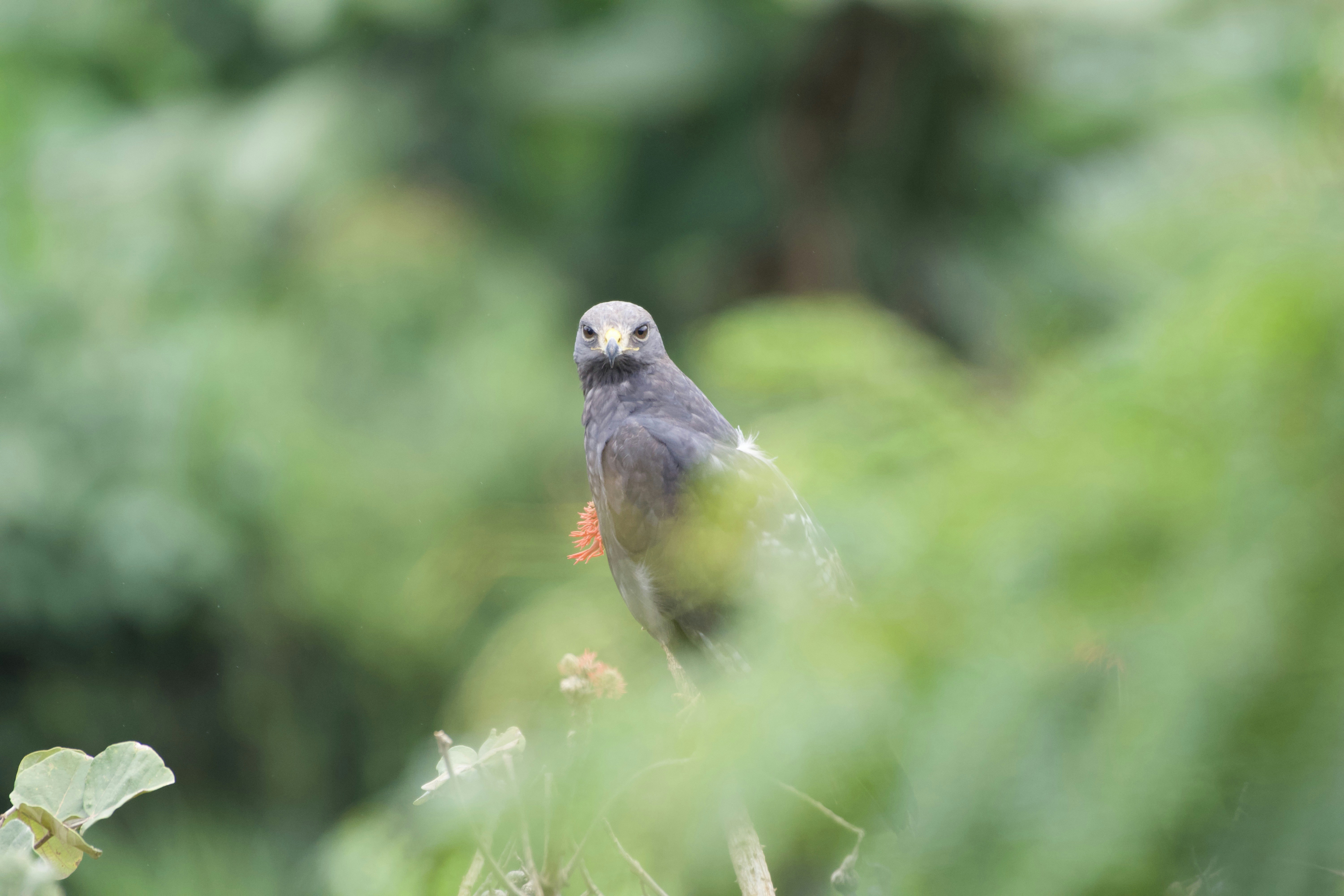 Poised in the Green: A Grey Bird of Prey Watches the Clearing
