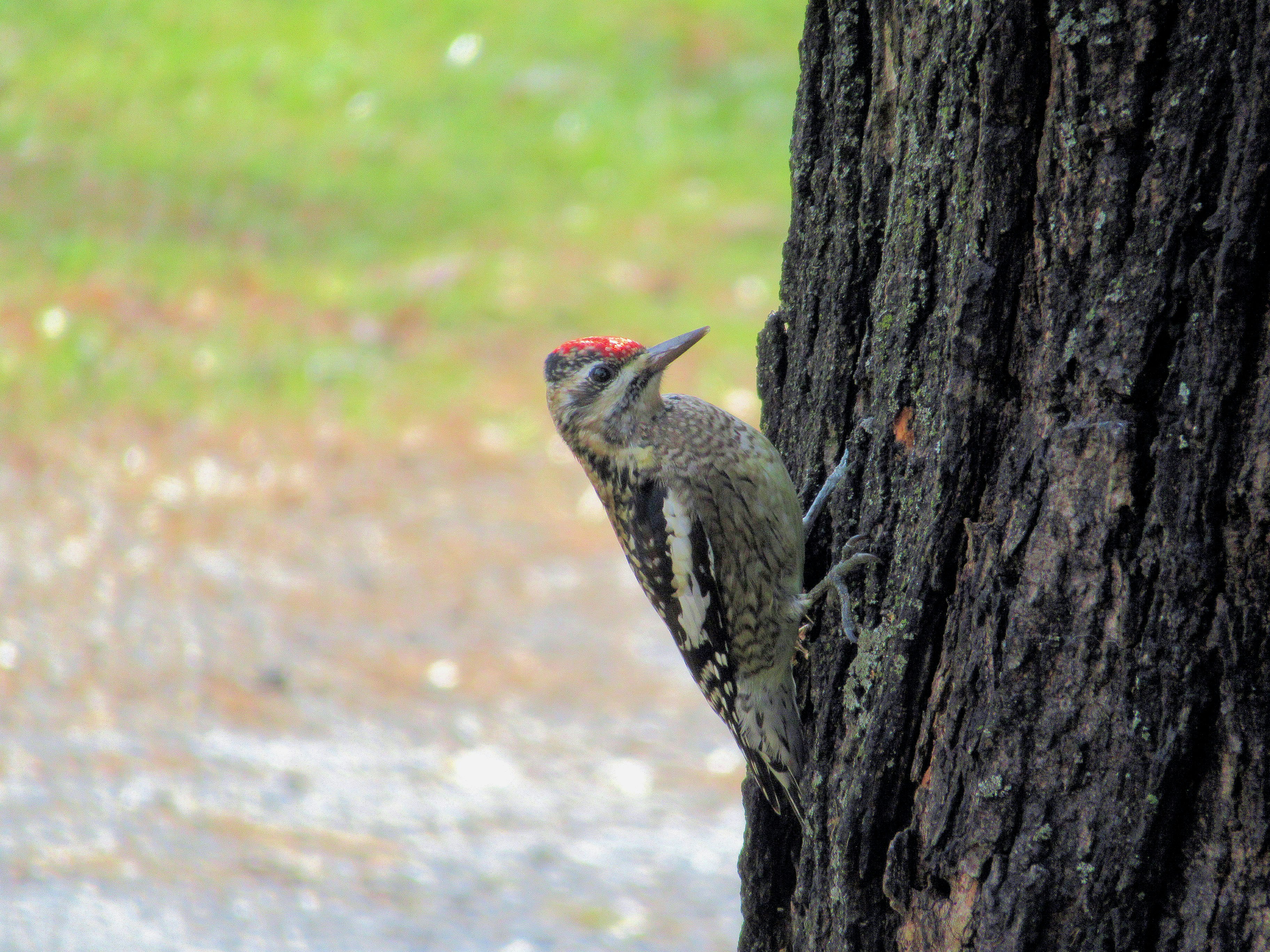 A woodpecker clings to the side of a tree, showcasing its distinctive plumage and vibrant red crown. The natural setting emphasizes the bird's adaptability and habitat.