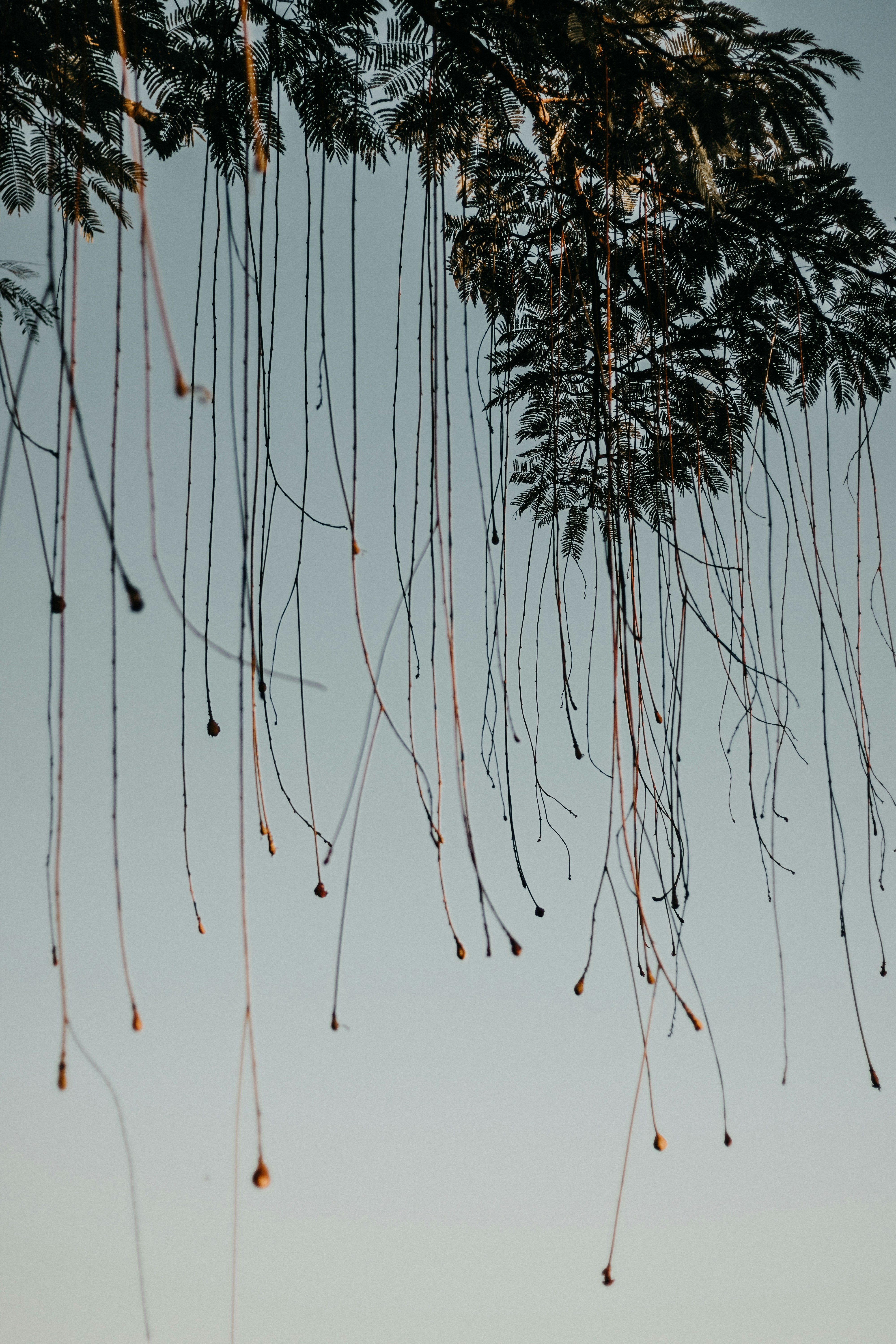 A group of trees in a snowy area photo – Free Tomé-açu - state of pará ...