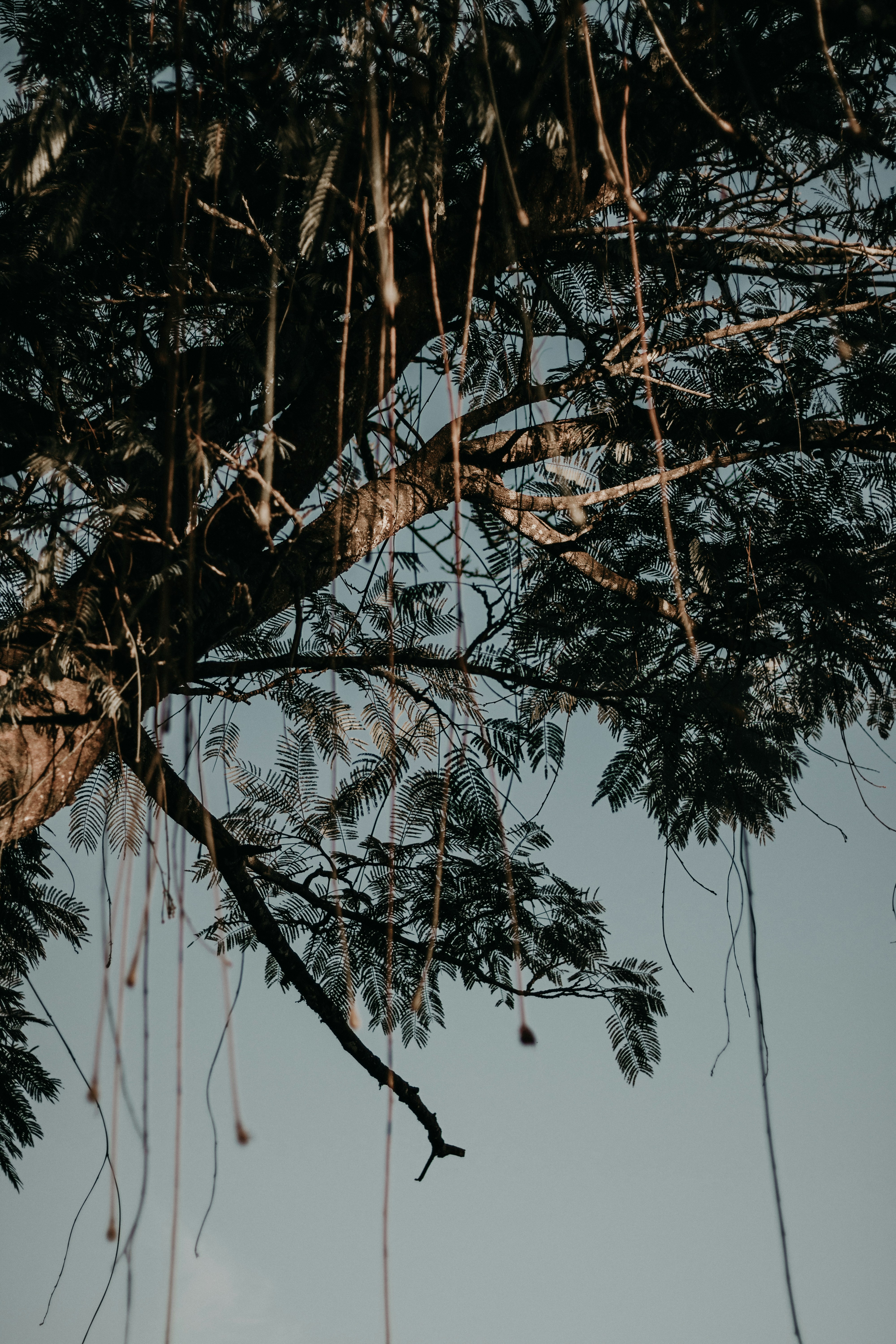 A bird in a tree photo – Free Tomé-açu - state of pará Image on Unsplash