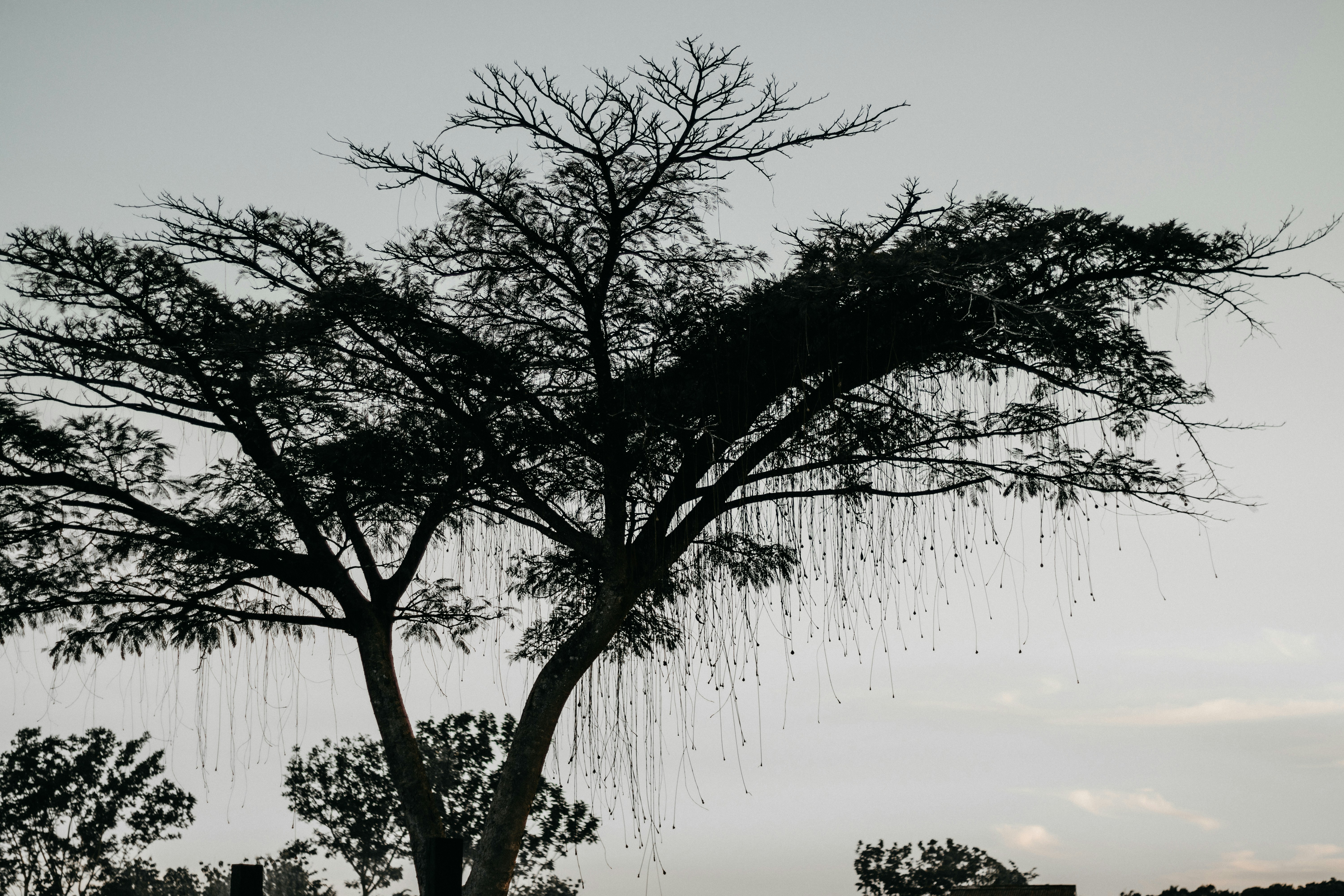 A group of trees photo – Free Tomé-açu - state of pará Image on Unsplash