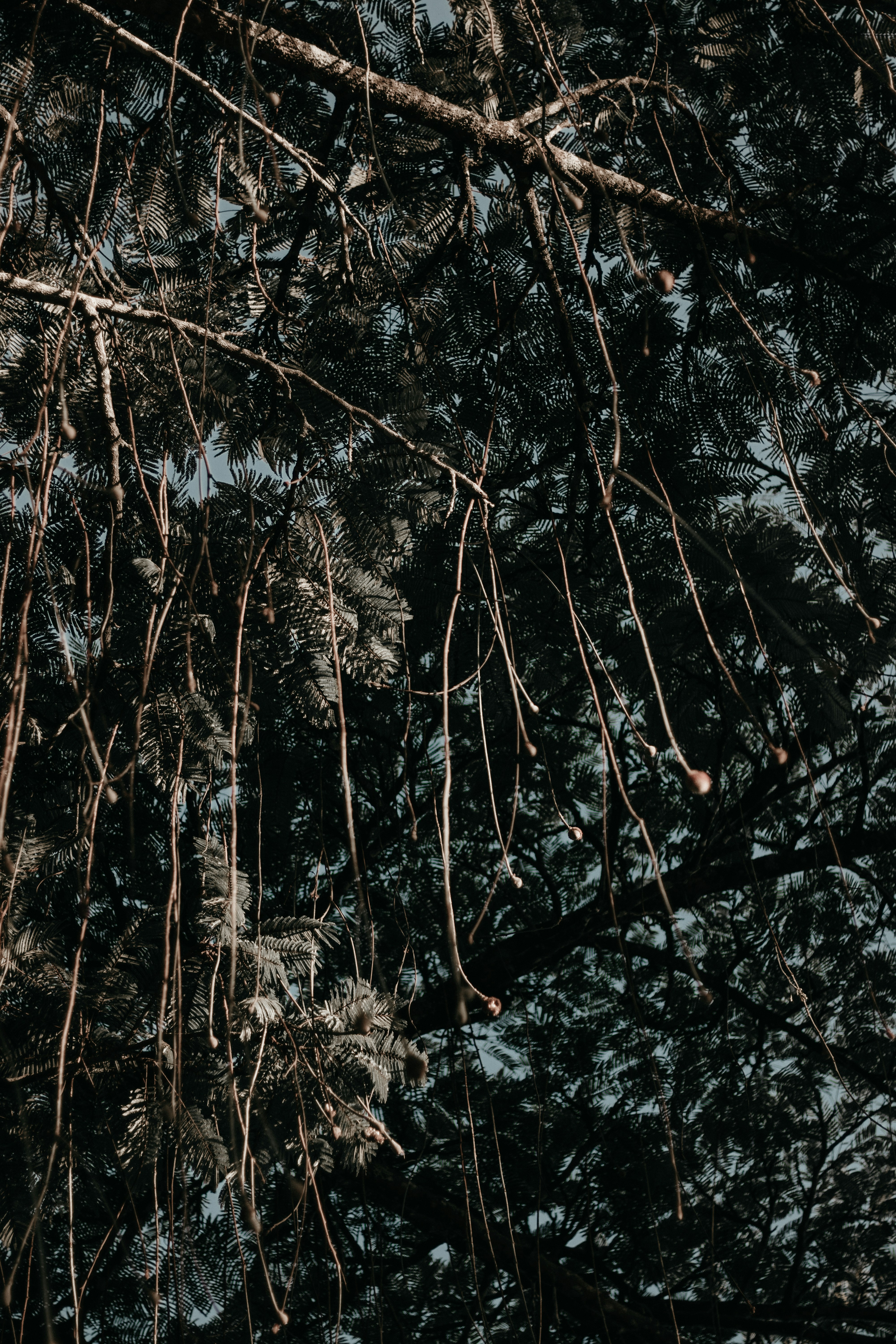 A close-up of some trees photo – Free Tomé-açu - state of pará Image on ...