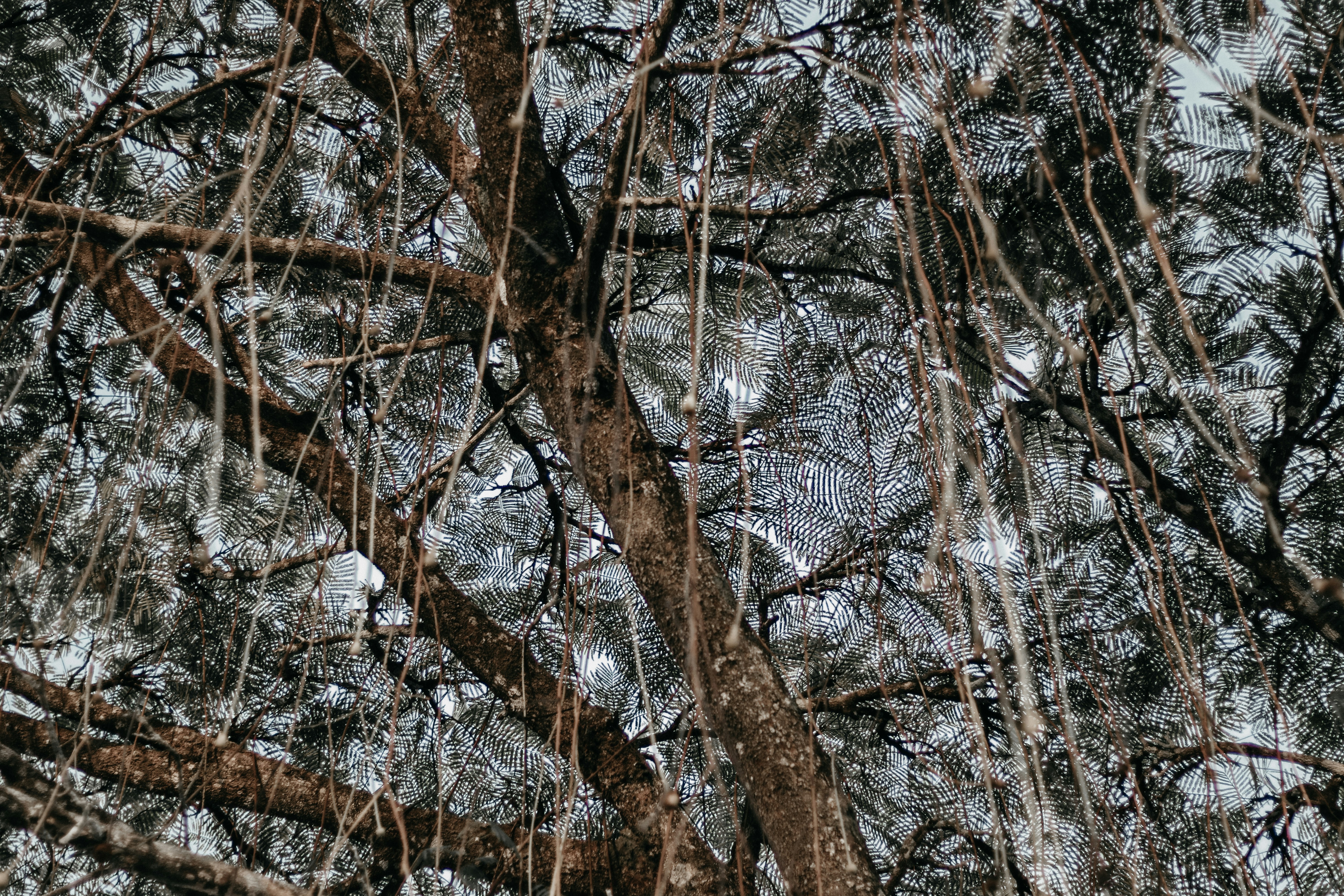 A group of trees with snow photo – Free Tomé-açu - state of pará Image ...