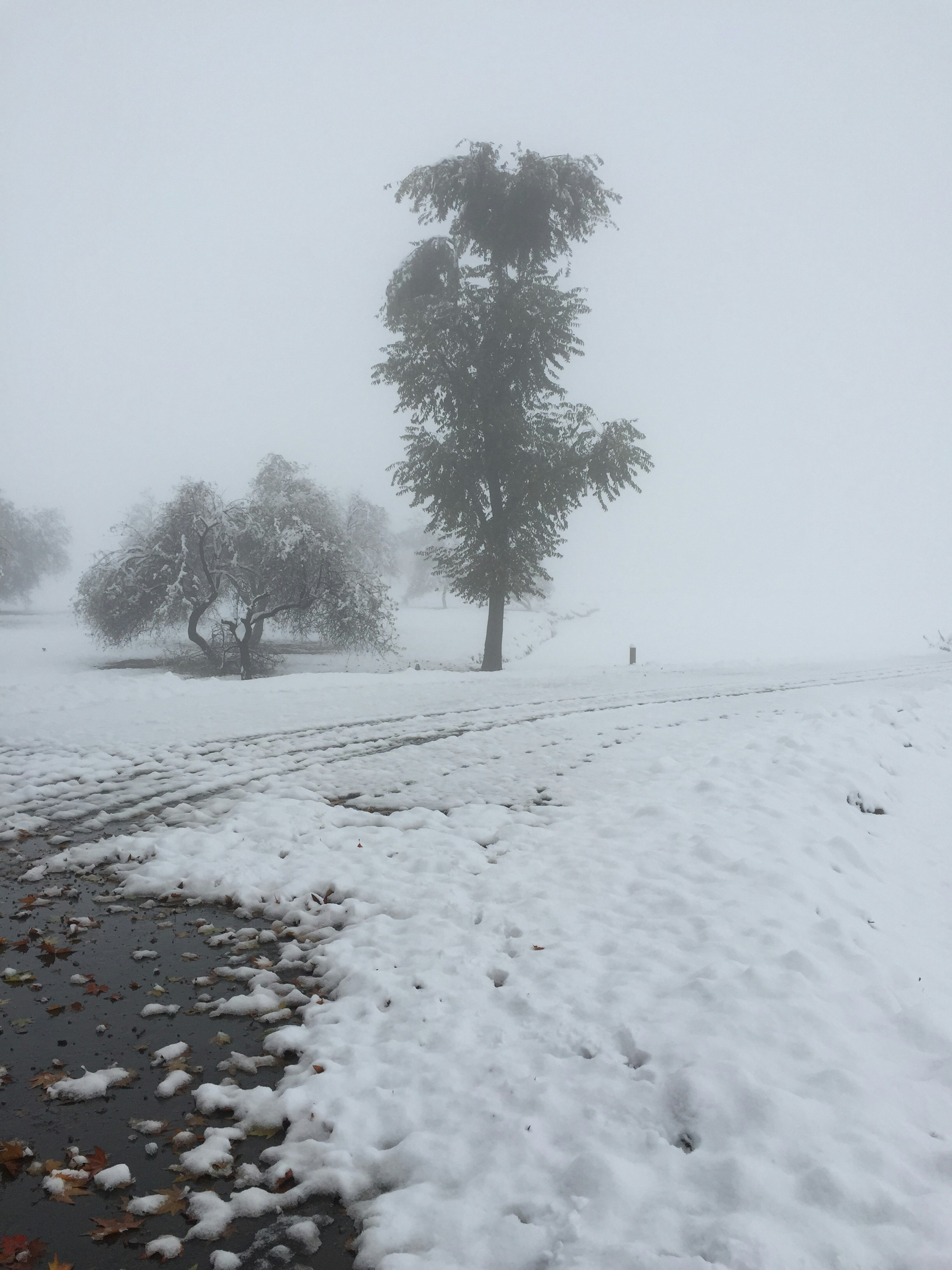A snowy field with trees photo – Free Pampore Image on Unsplash